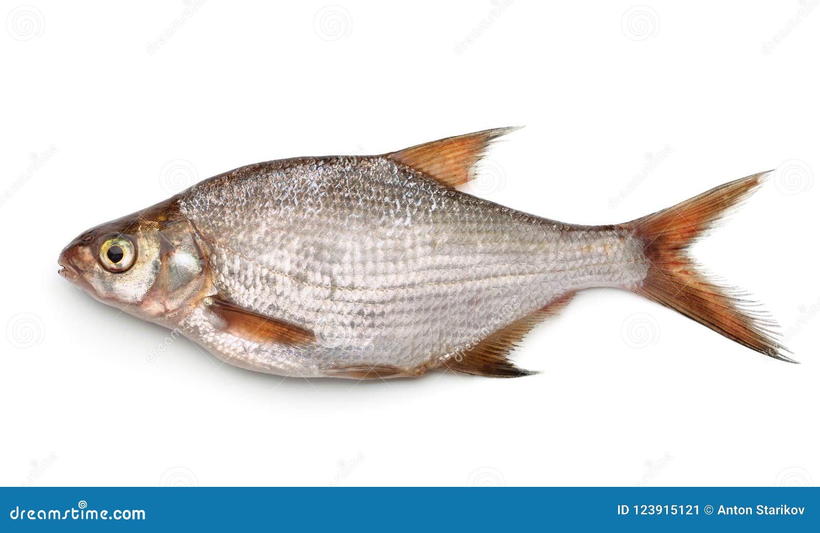 Silver bream stock image. Image of closeup, live, scale - 123915121