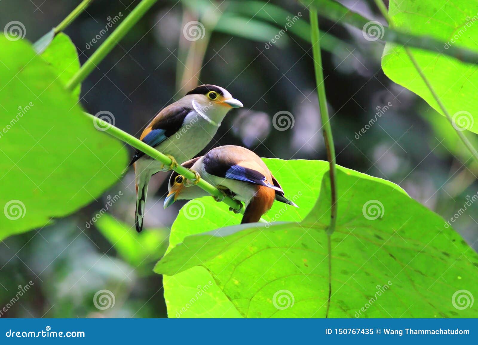 Silver-breasted Broadbill stock image. Image of breasted - 150767435