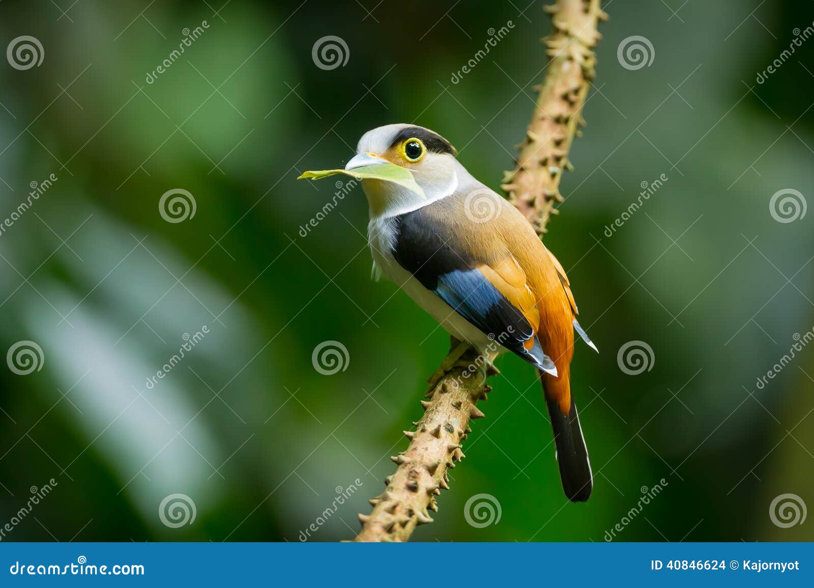 Silver-breasted Broadbill stock photo. Image of avian - 40846624