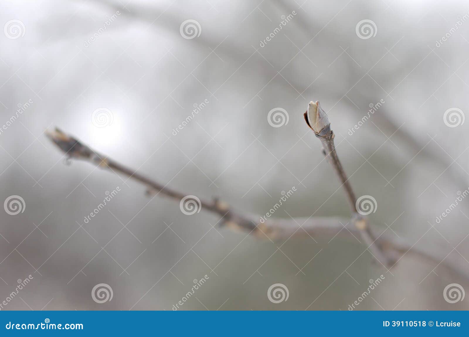 Silver bud in winter stock photo. Image of serenity, composition - 39110518