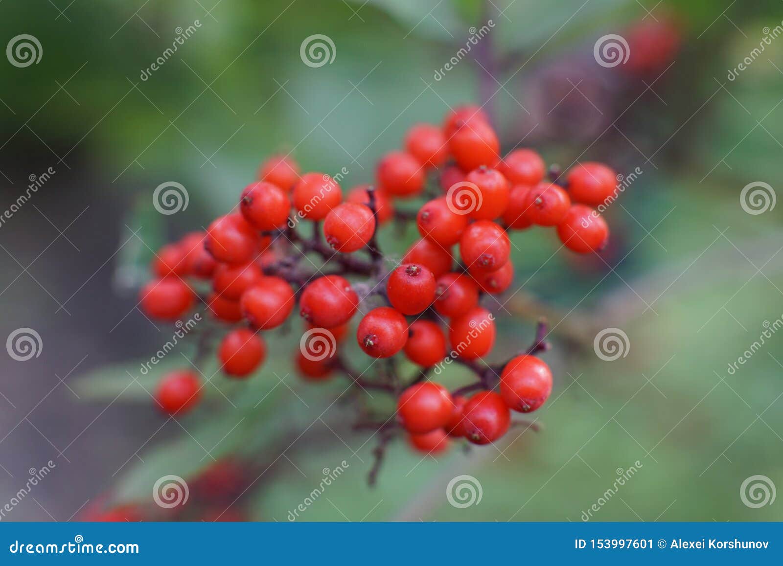Silver Buffaloberry Red Berries in the Forest Macro Stock Image - Image ...