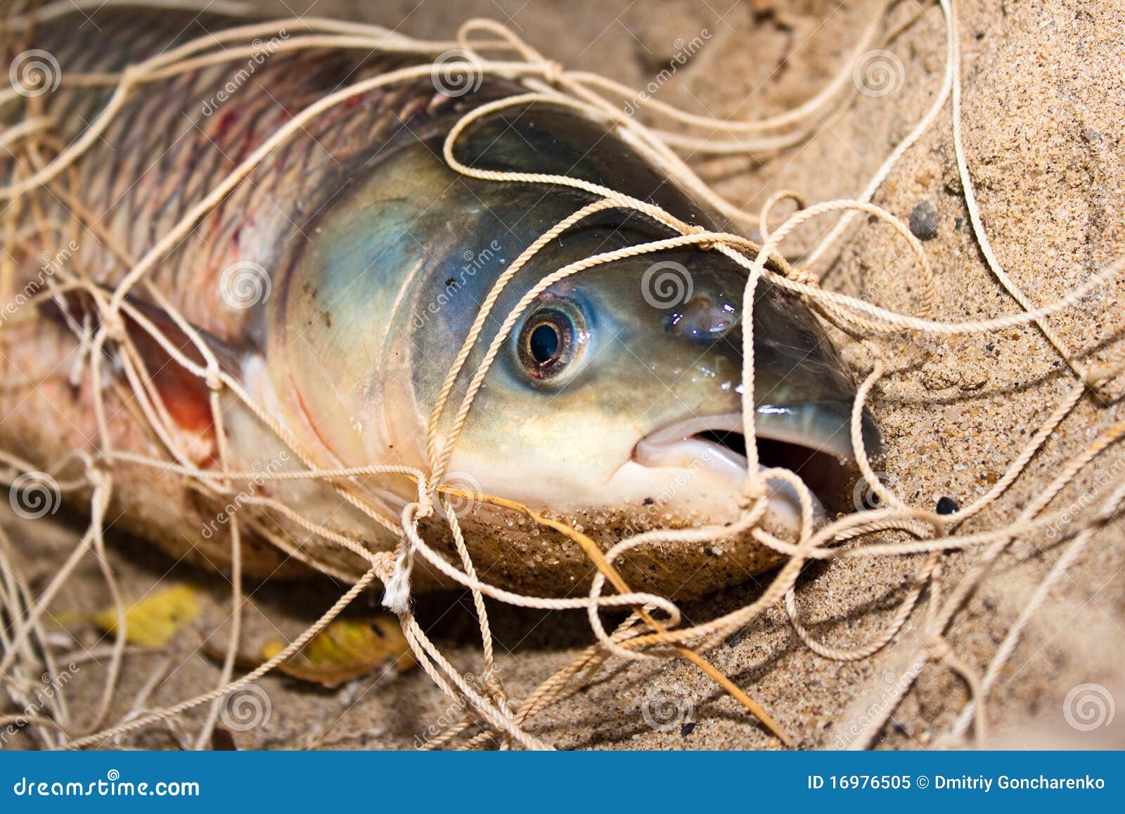 The Silver Carp Caught in a Network Stock Image - Image of scale ...