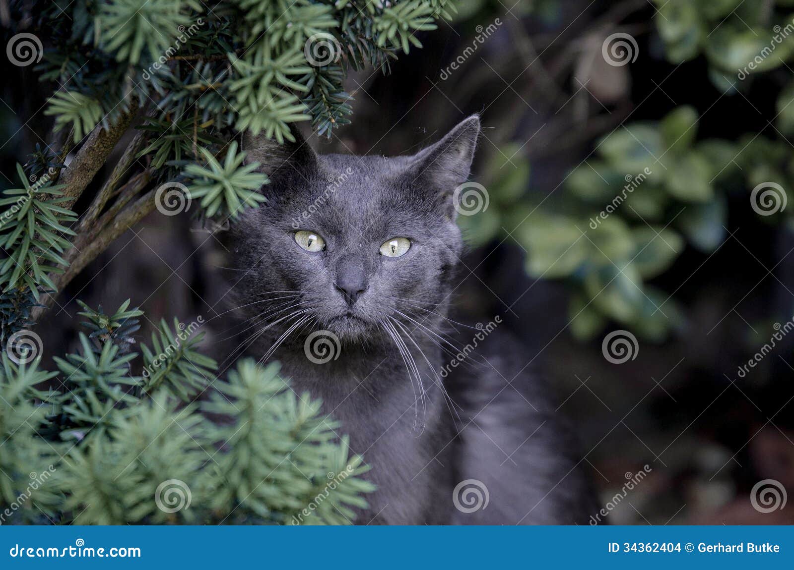 Silver cat stock photo. Image of hair, watching, beautiful - 34362404