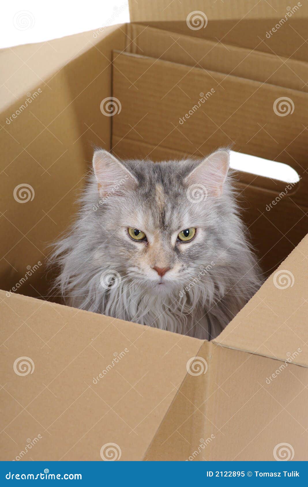 417 Observer Cat Stock Photos - Free & Royalty-Free Stock Photos from ...