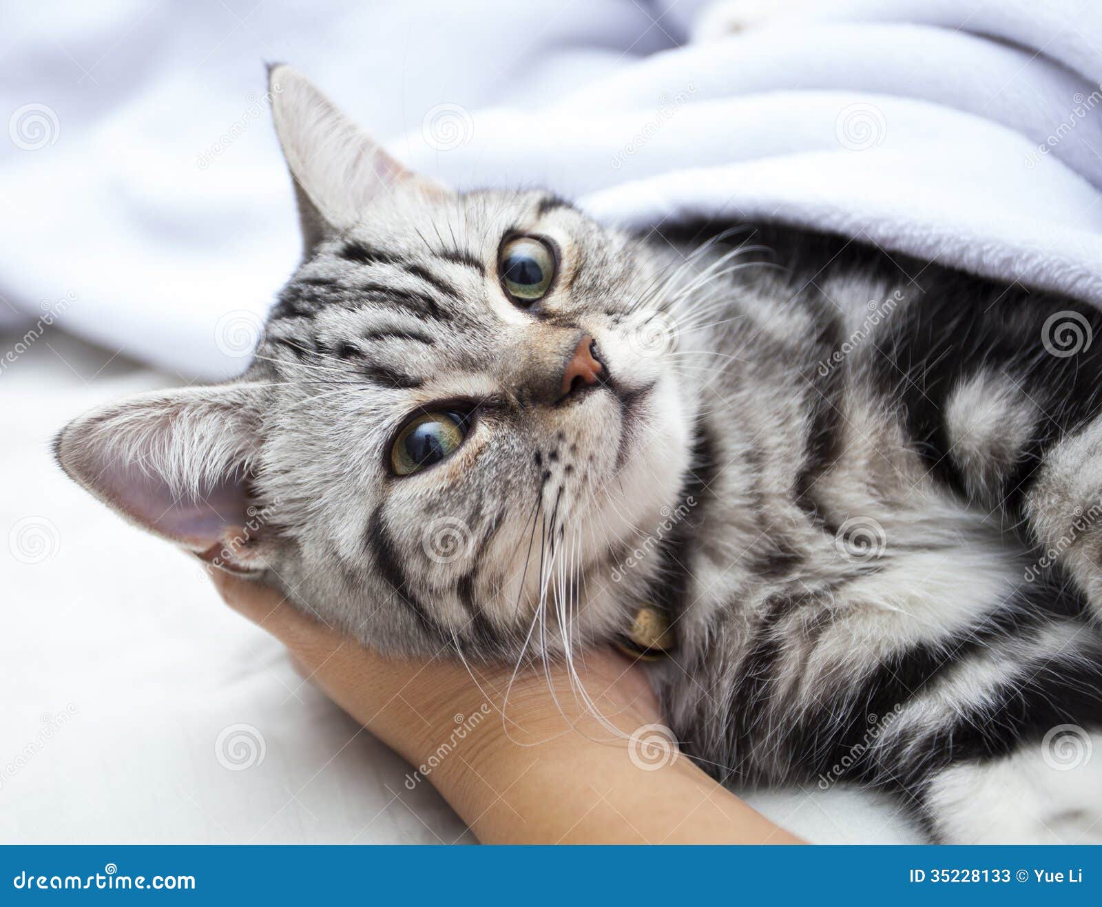 Silver cat stock image. Image of kitten, antiqued, vintage - 35228133