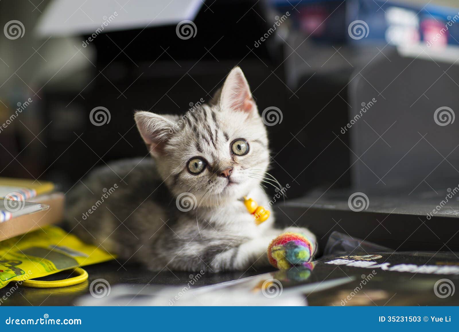 Silver cat stock image. Image of gold, domesticated, cute - 35231503