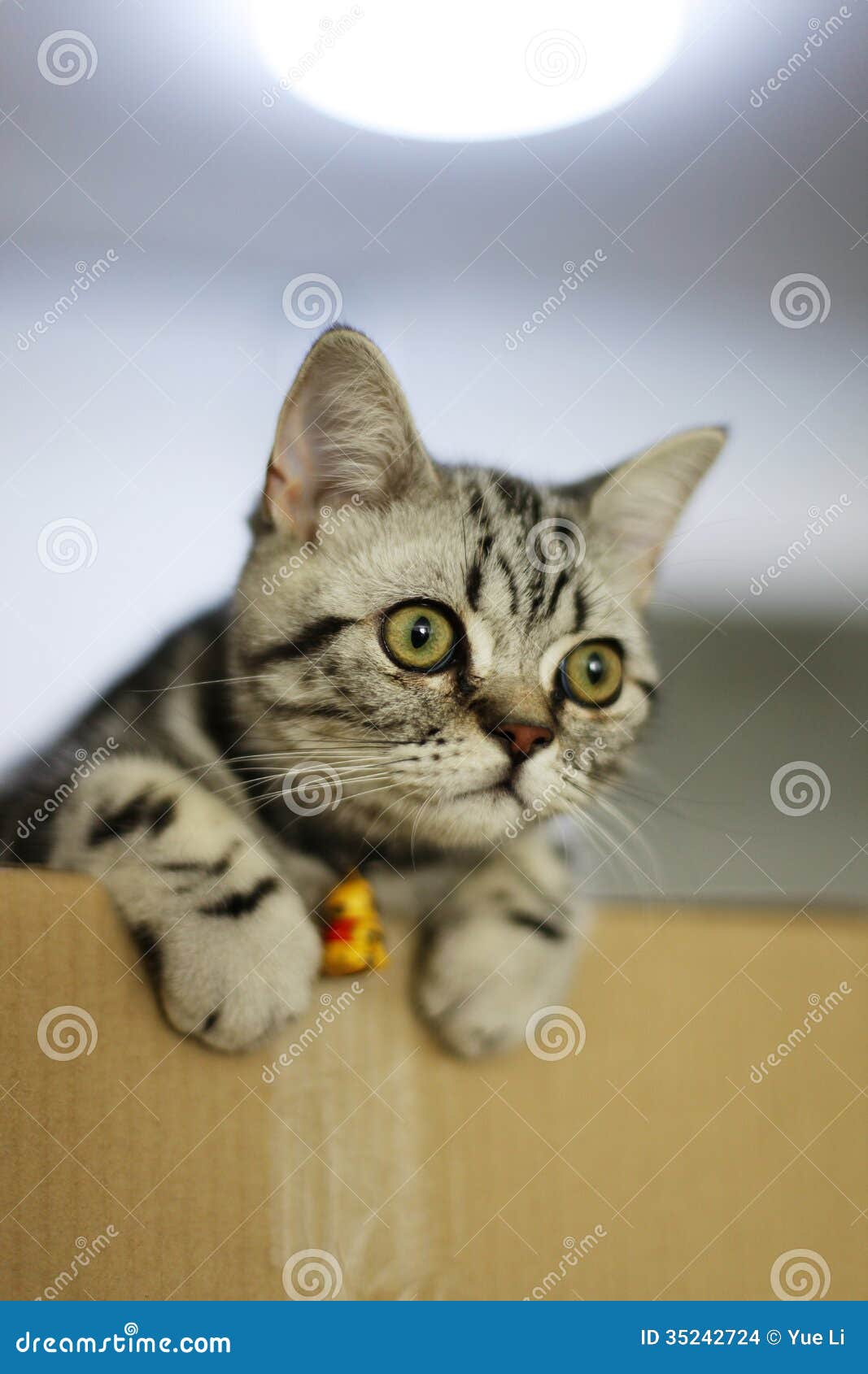 Silver cat stock photo. Image of looking, kitten, eyes - 35242724