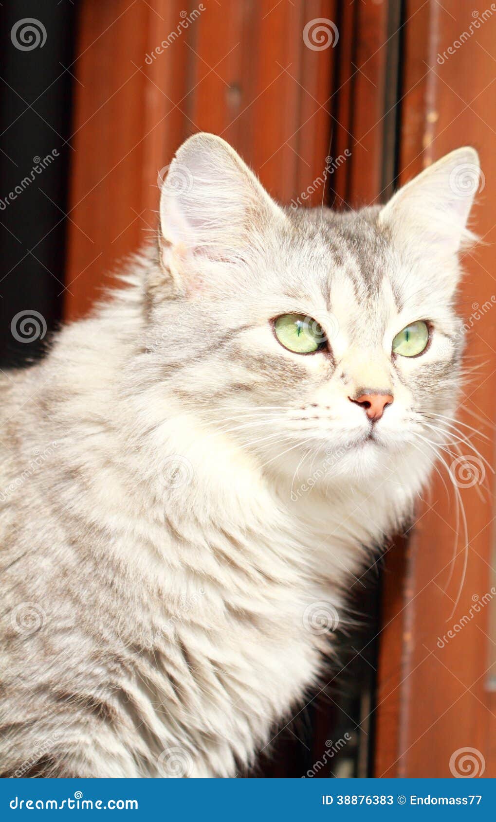 Silver Cat of Siberian Breed,female Stock Image - Image of breed ...