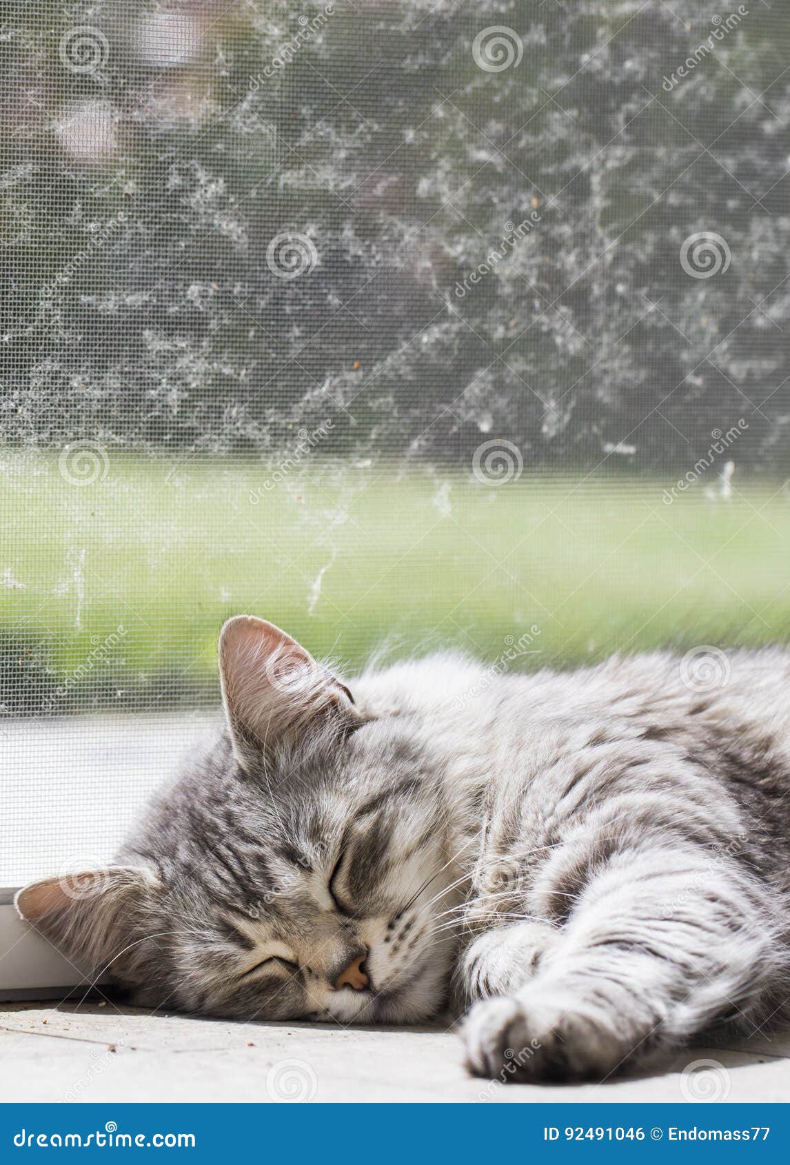 Silver Cat Sleeping in the Garden Stock Photo - Image of meow, fluffy ...
