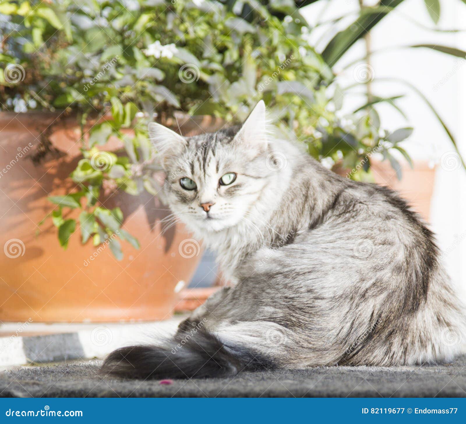 Silver Catb of Siberian Breed, Licking in the Garden Stock Image ...