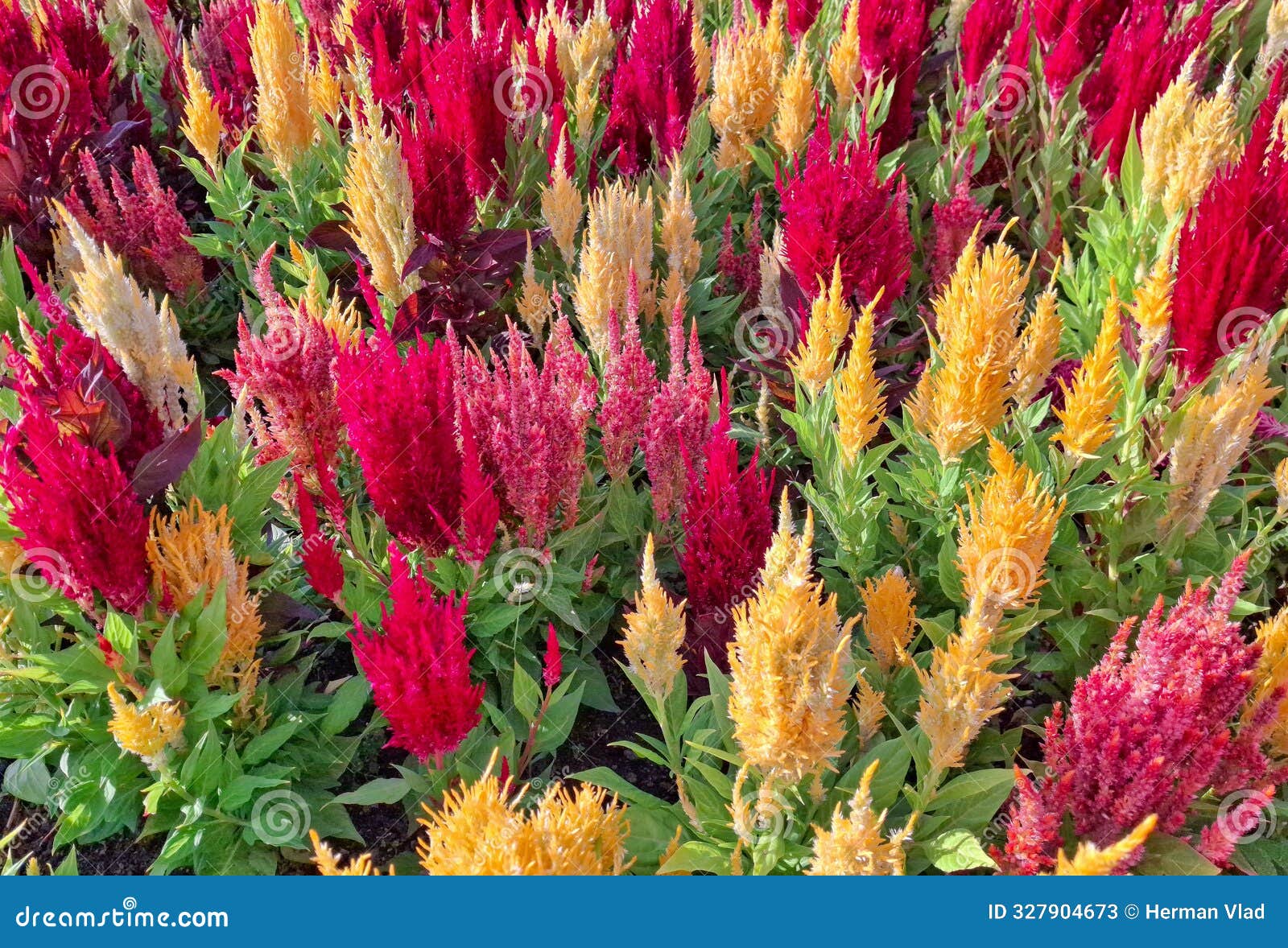 Silver Cockscomb Plant in the Summer. Celosia Argentea Stock Image ...