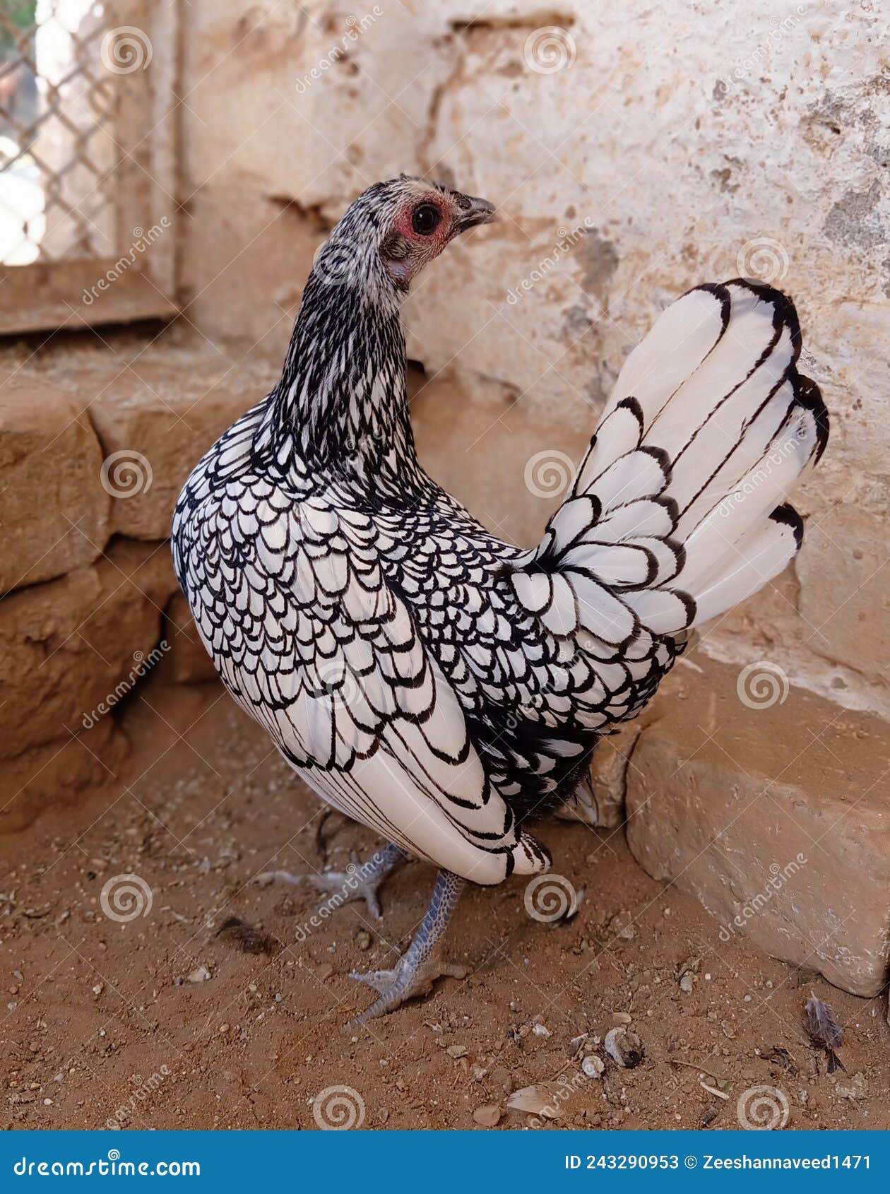 Silver Colored Hen. Sebright or Bantam Chicken Breed Stock Image ...