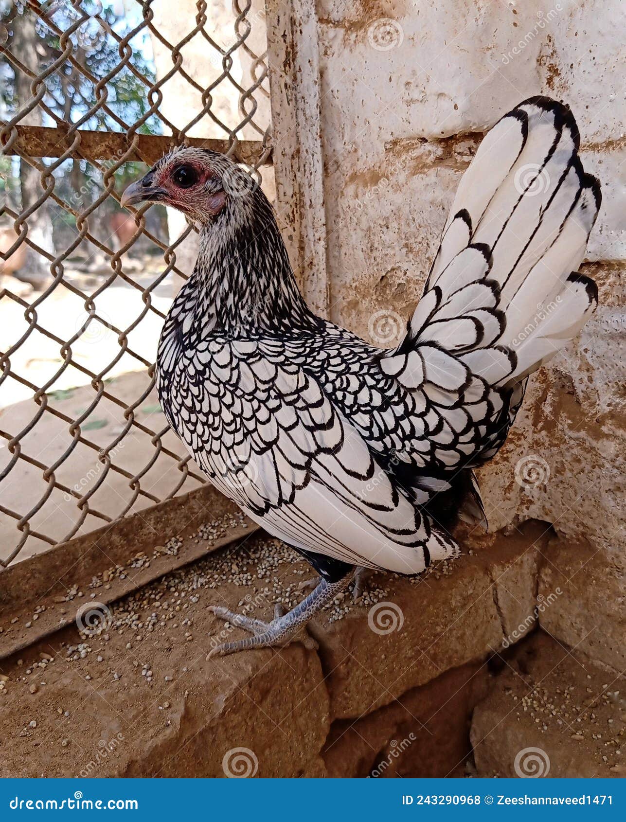 Silver Colored Hen. Sebright Chicken Breed or Bantam Chicken Stock ...