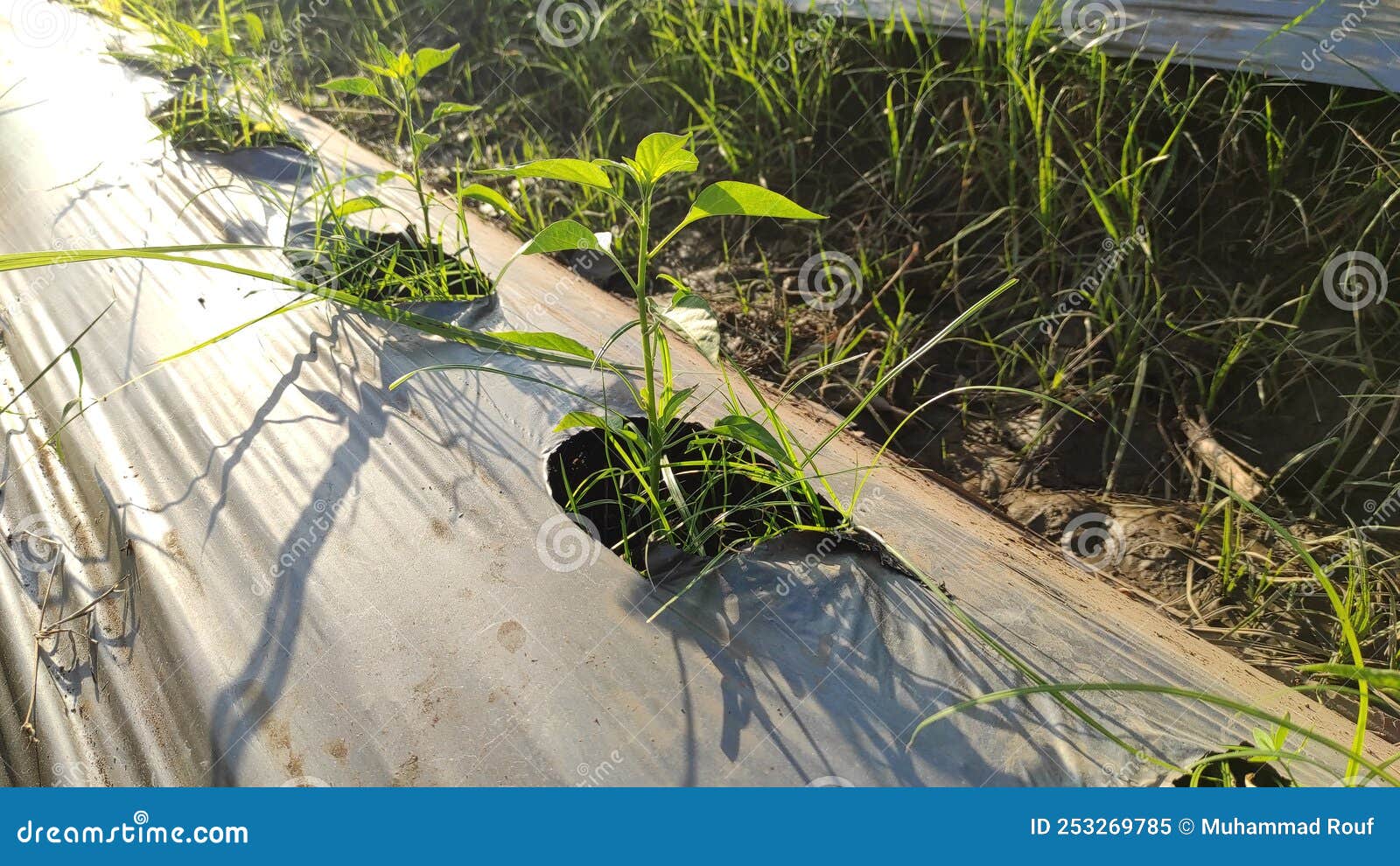 Silver Colored Plastic Mulch for Agricultural Crop Protection Stock ...