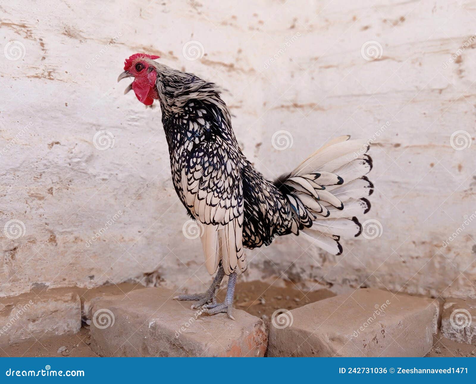 Silver Colored Rooster Crowing. Sebright Chicken Breed Stock Photo ...