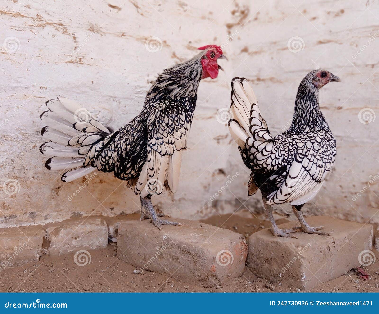 Silver Colored Rooster and Hen. Sebright Chicken Breed or Bantam ...