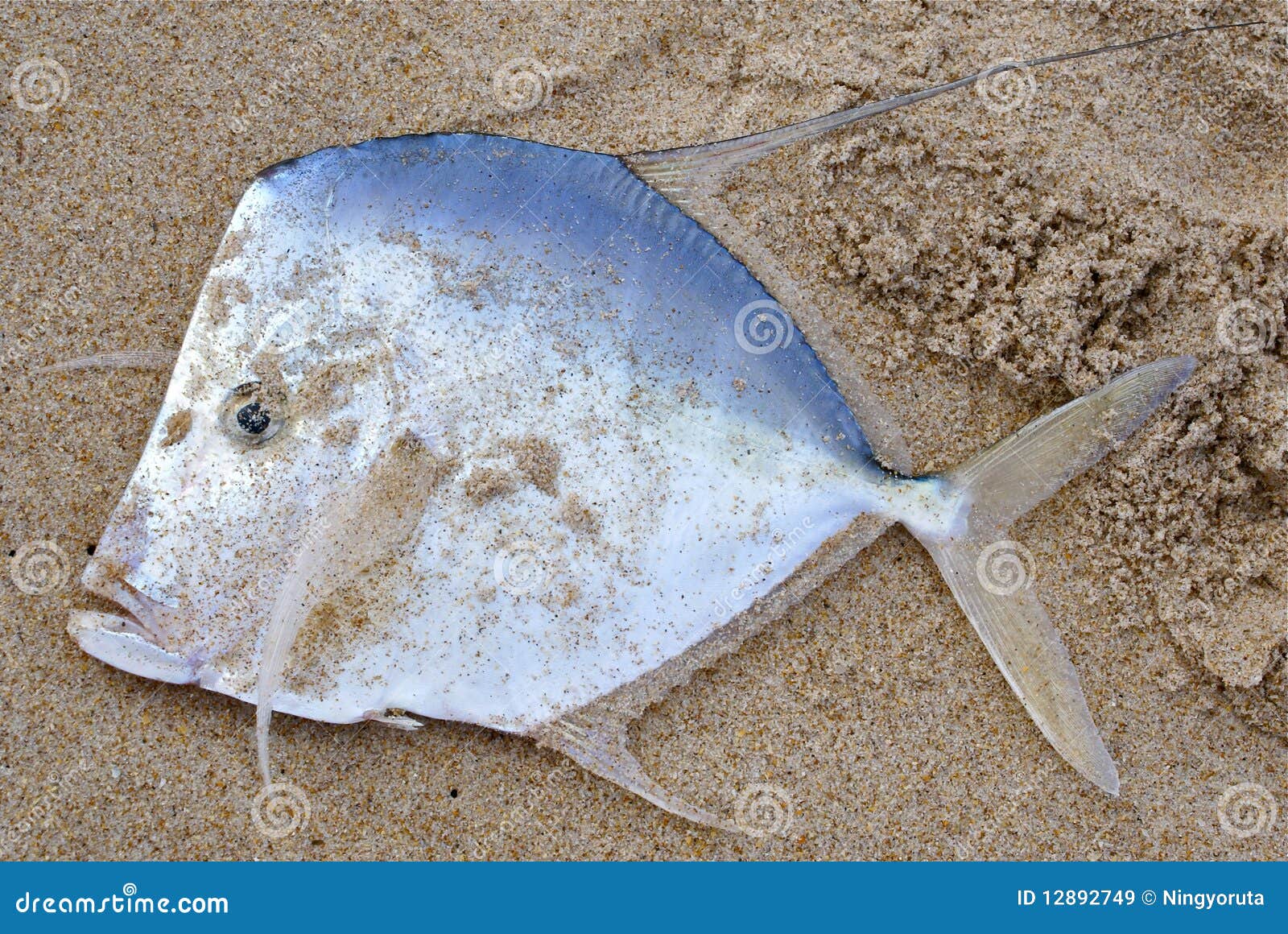 Silver Colour Fish Portrait Stock Image - Image of background, summer ...