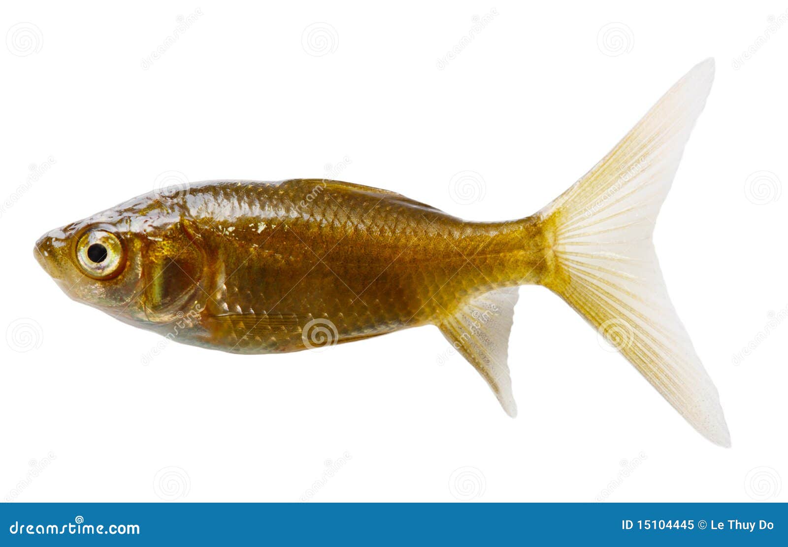 Silver Comet Fish stock image. Image of white, aquarium - 15104445