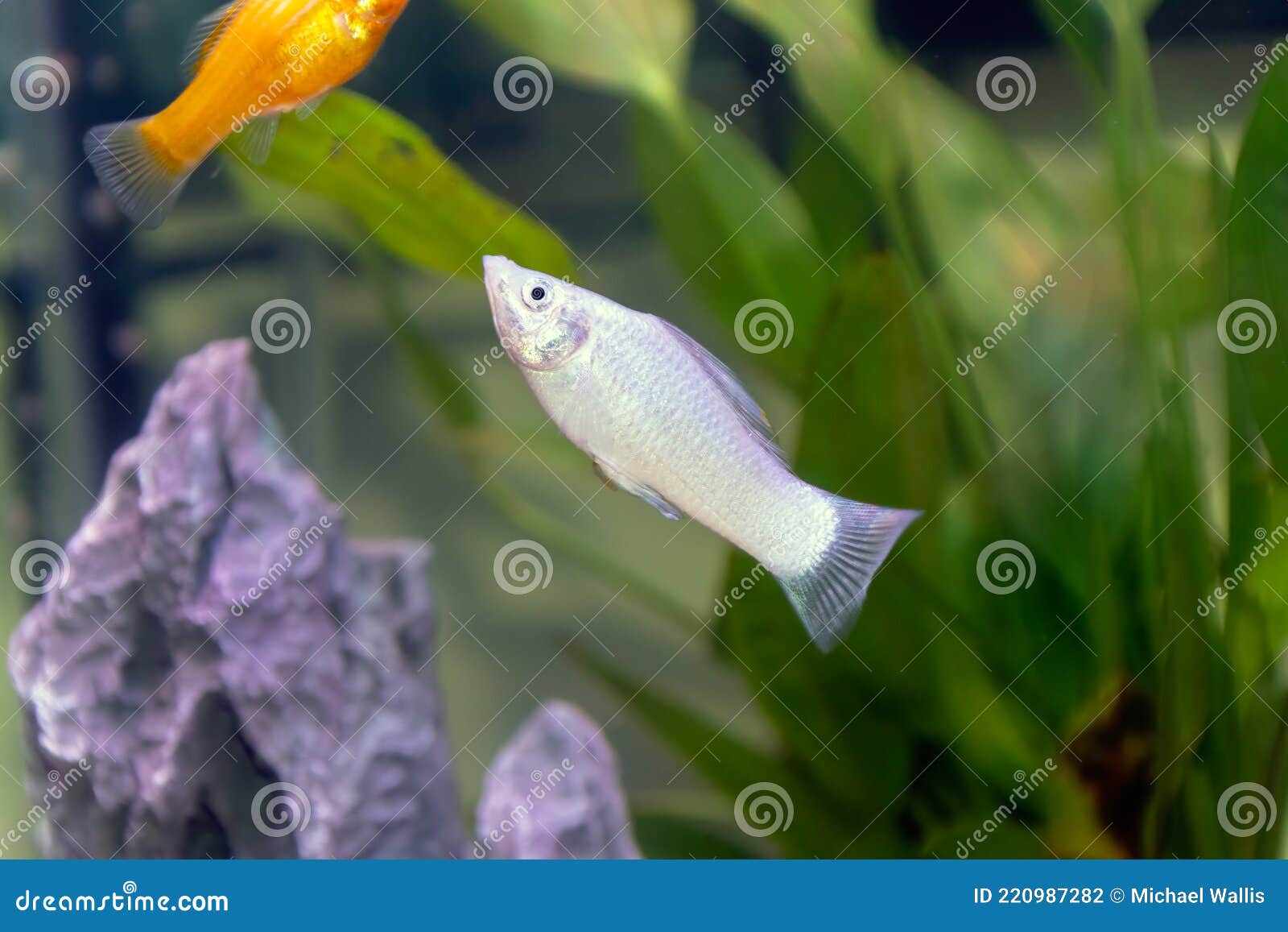 A Silver Common Molly Fish in a Tank Stock Photo - Image of nature ...