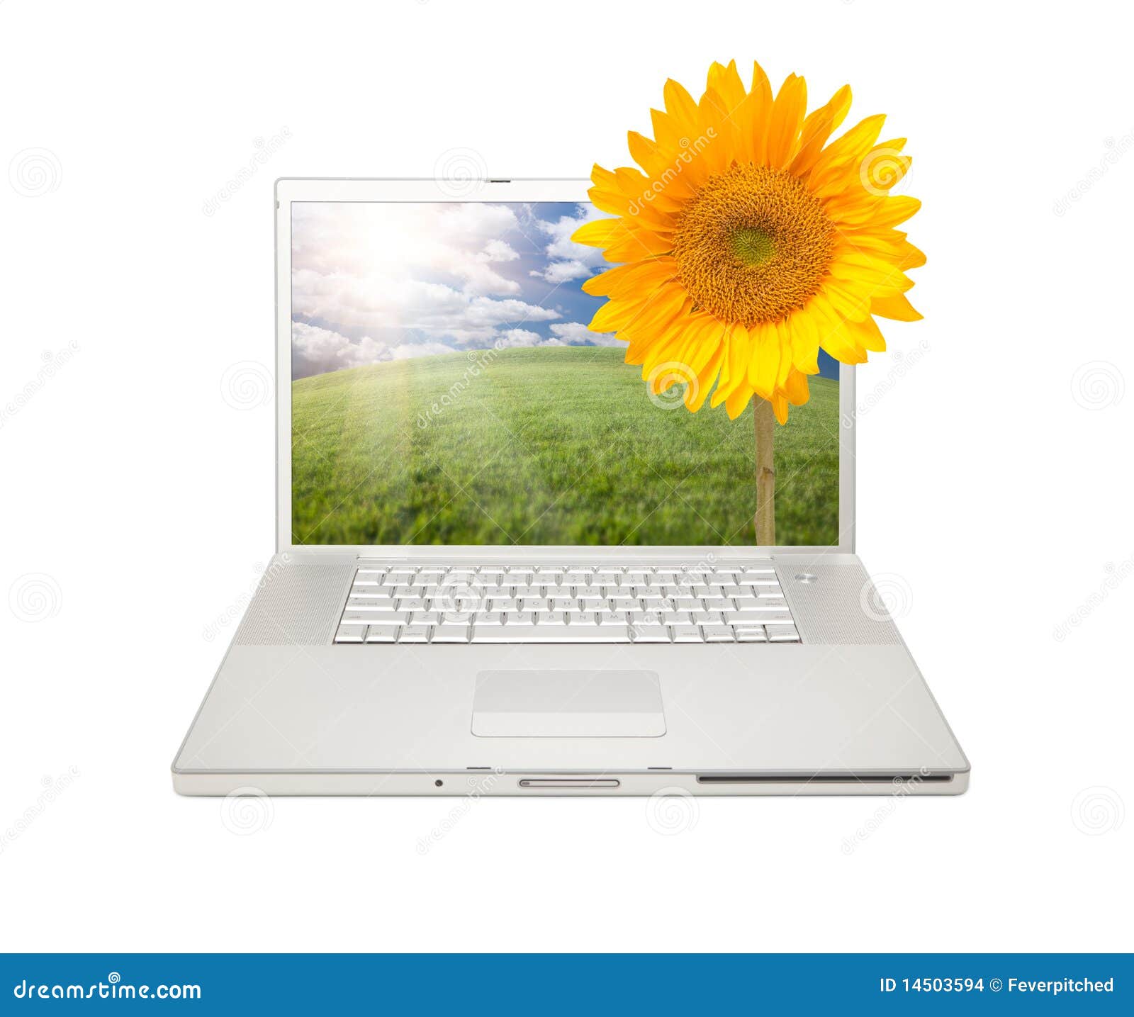 Silver Computer Laptop Isolated with Sunflower Stock Photo - Image of ...