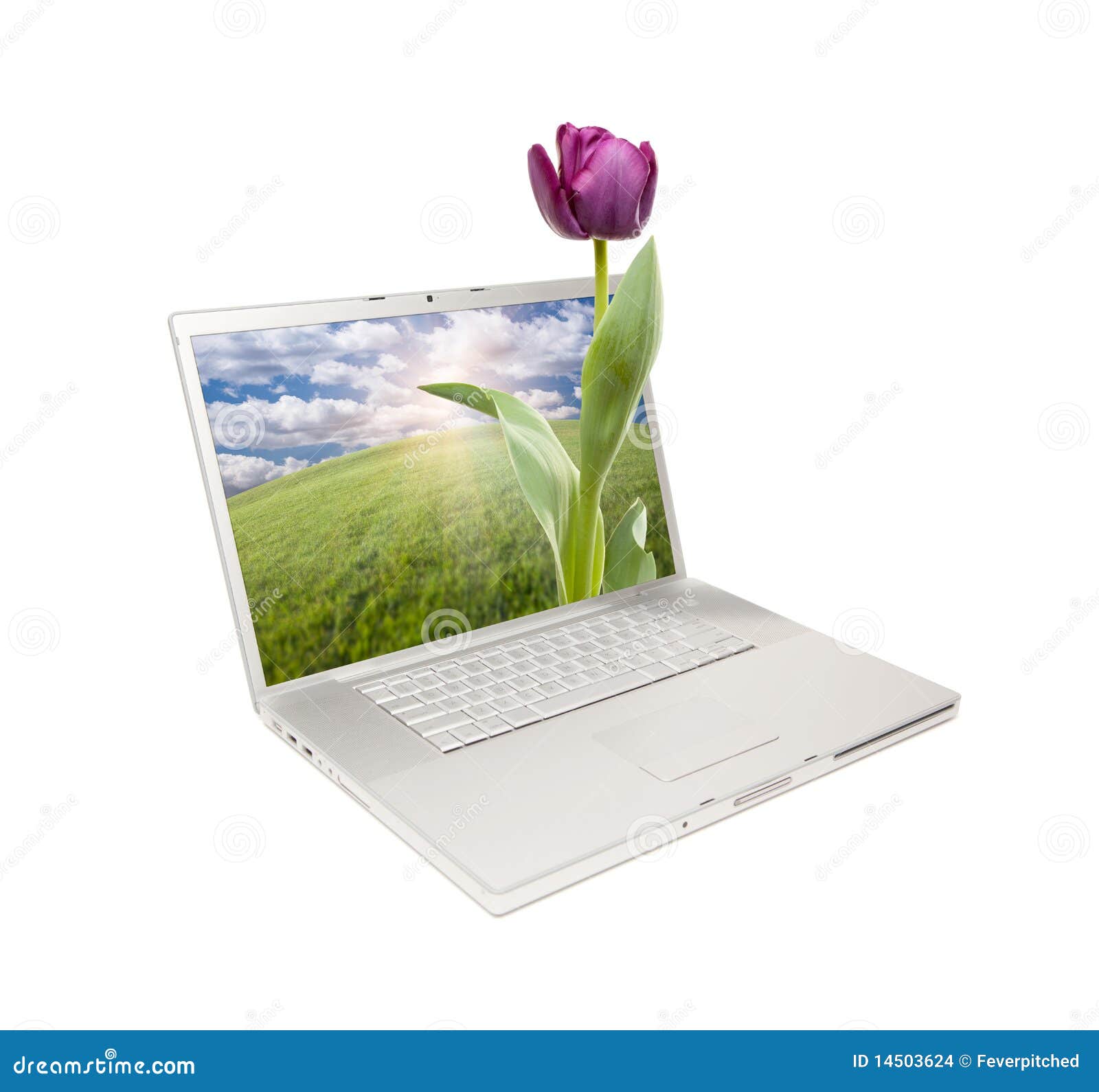 Silver Computer Laptop Isolated with Tulip Stock Photo - Image of ...
