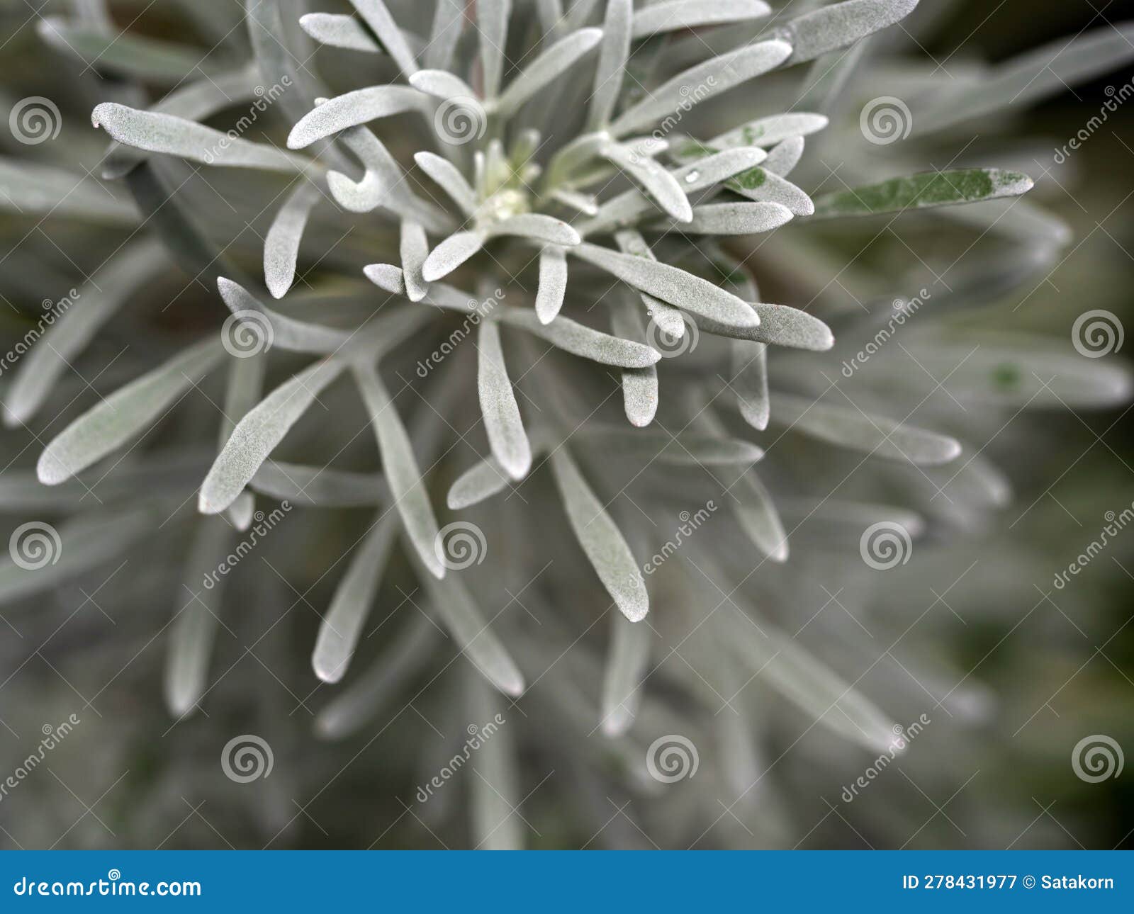 Silver Detailed Leaves of Crossostephium Chinense Stock Image - Image ...