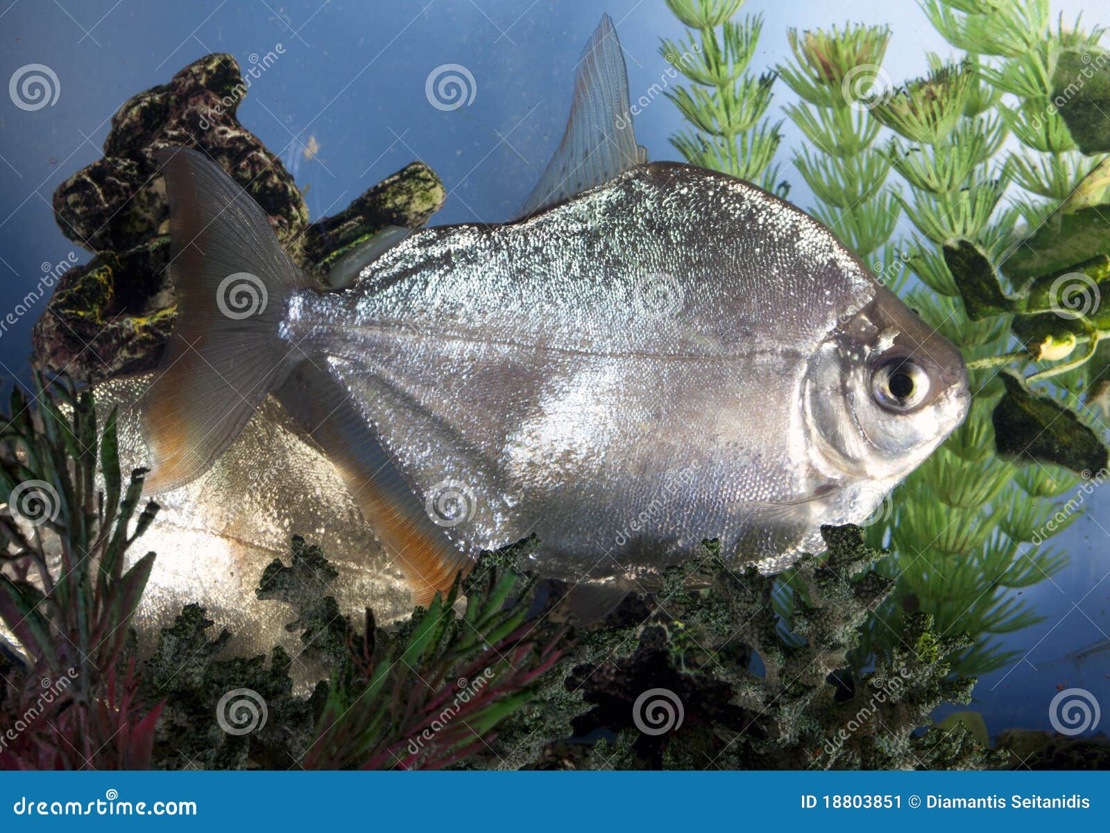 Silver dollar fish. stock image. Image of wildlife, natural - 18803851