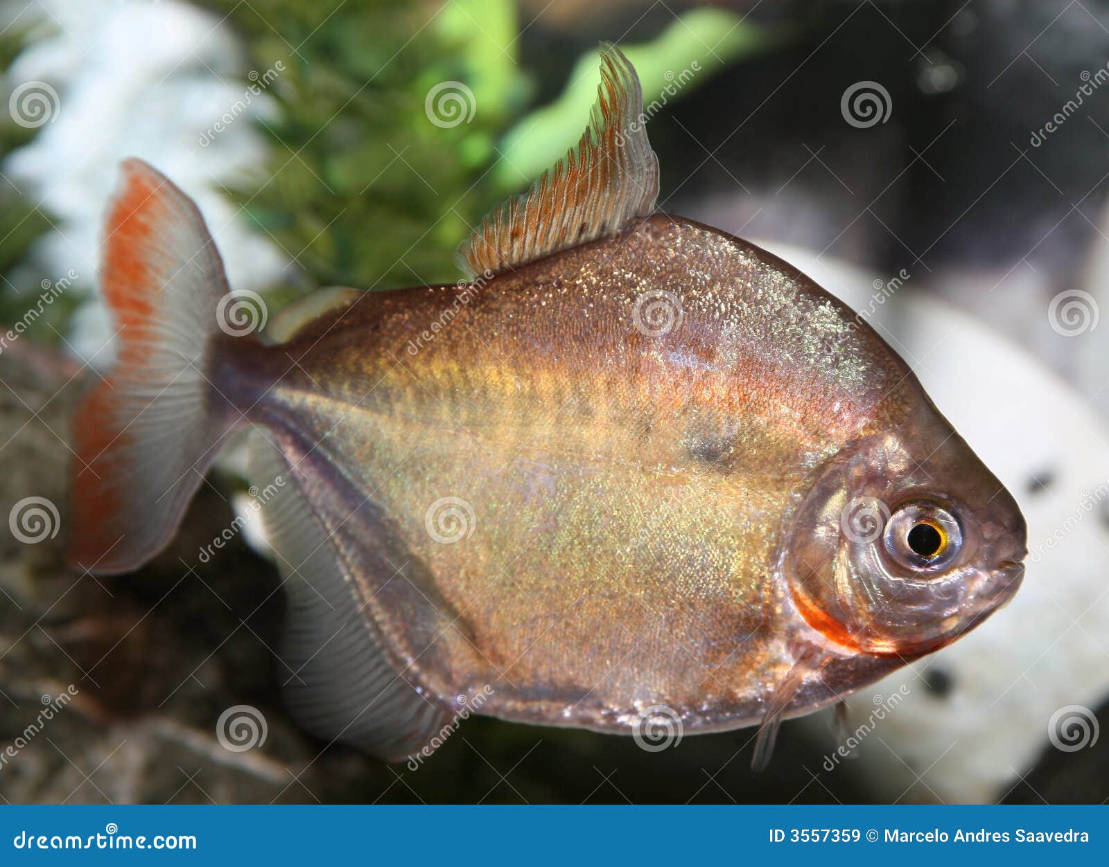 Silver dollar fish. stock image. Image of aquarium, silver - 3557359