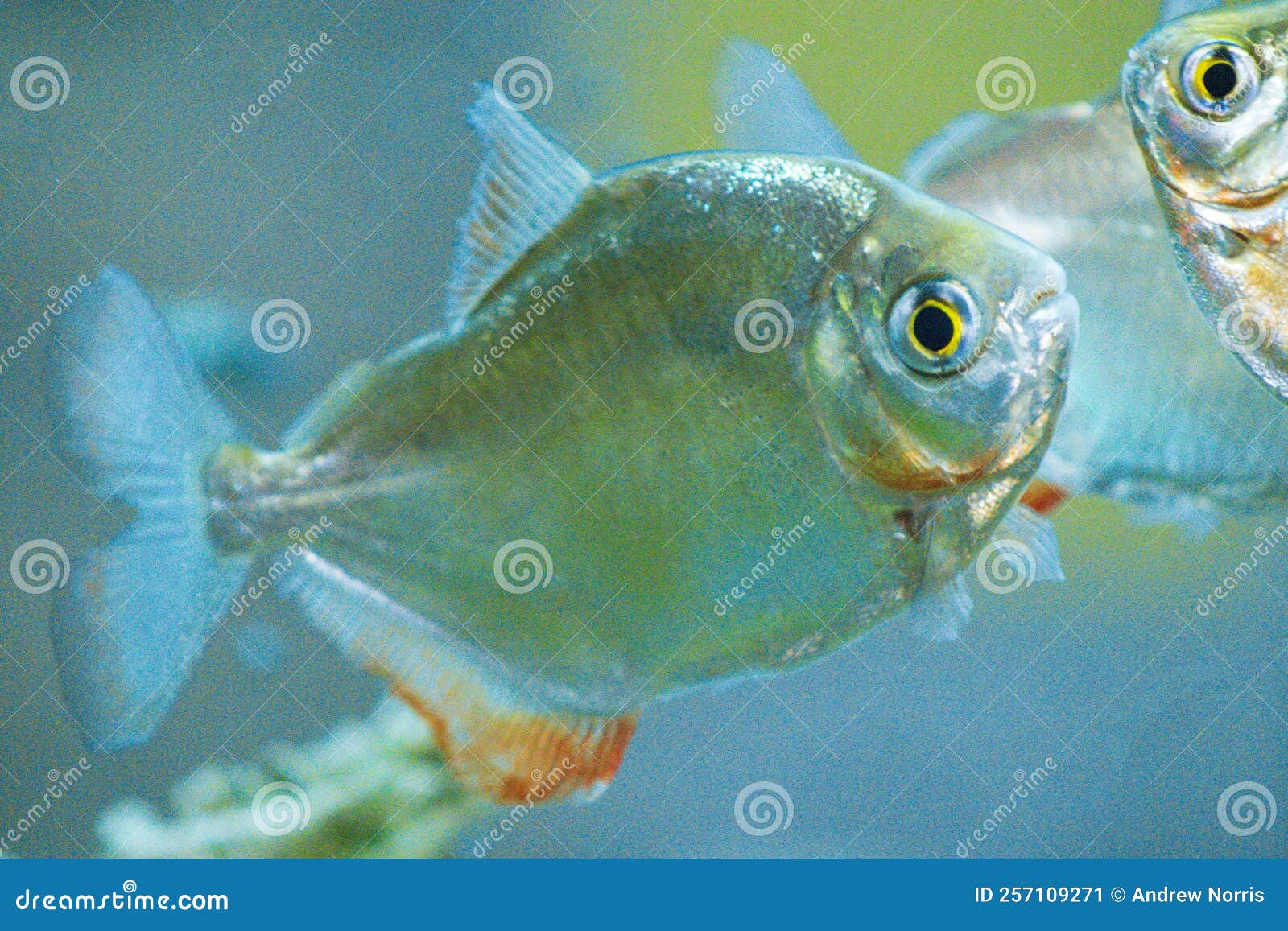Silver Dollar Fish stock image. Image of disc, breeding - 257109271