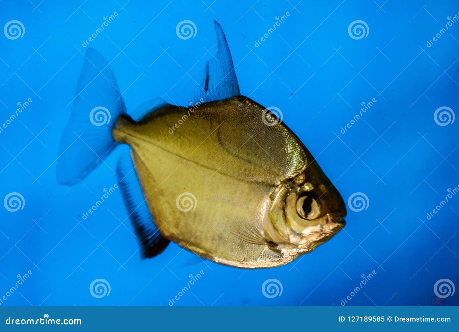 Doller Fish Stock Photos - Free & Royalty-Free Stock Photos from Dreamstime