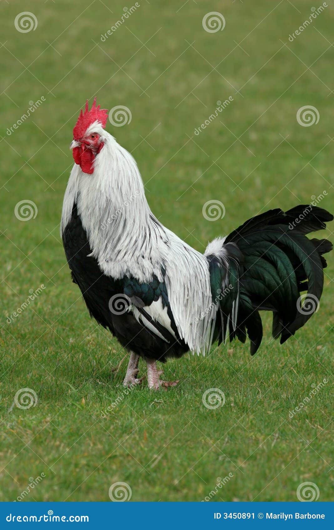 Silver Dorking Rooster stock image. Image of feathered - 3450891