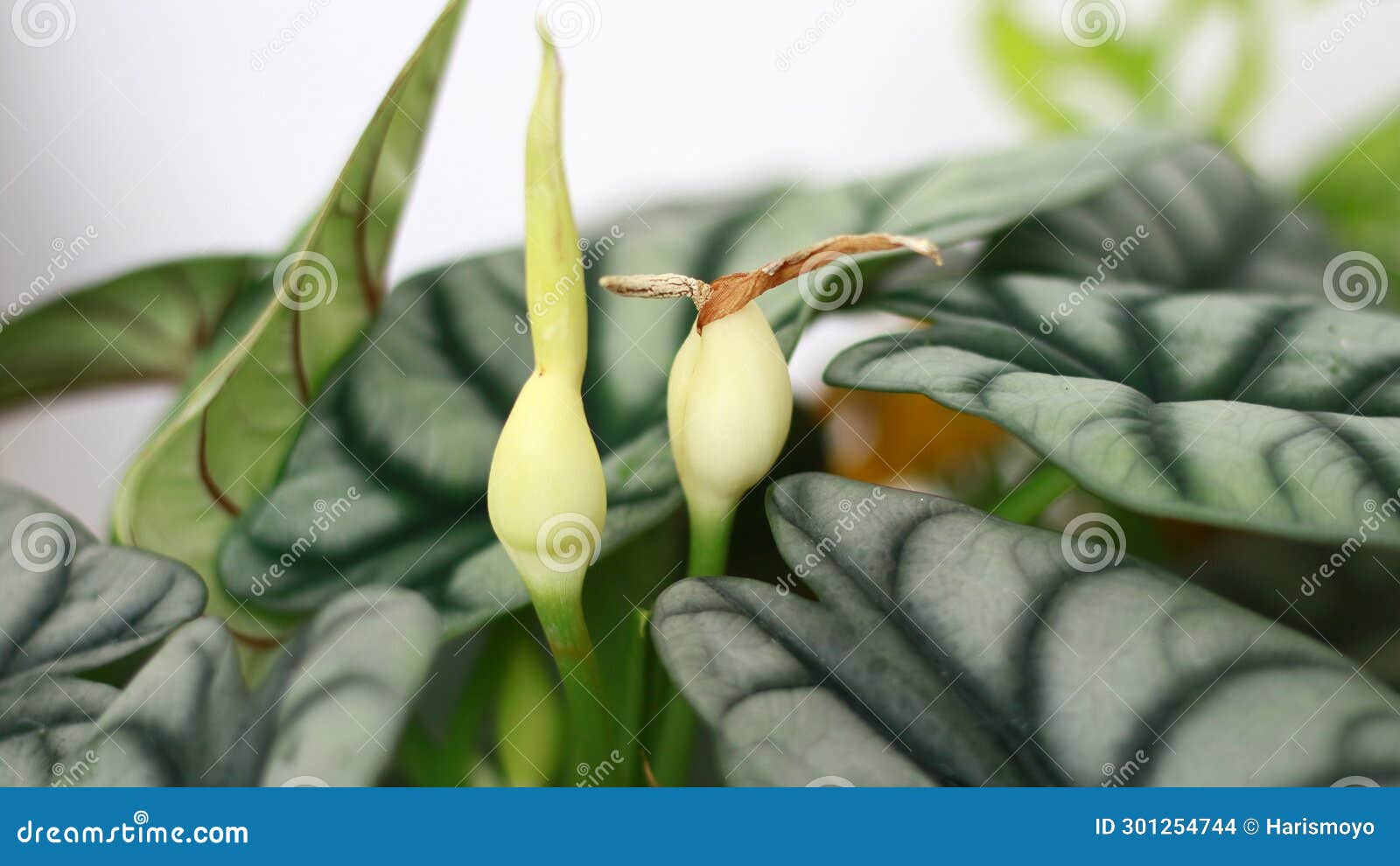 Silver Dragon Alocasia Flowers Stock Photo - Image of tree, foliage ... Silver Dragon Alocasia Flowers Stock Photo - Image of tree, foliage ...
