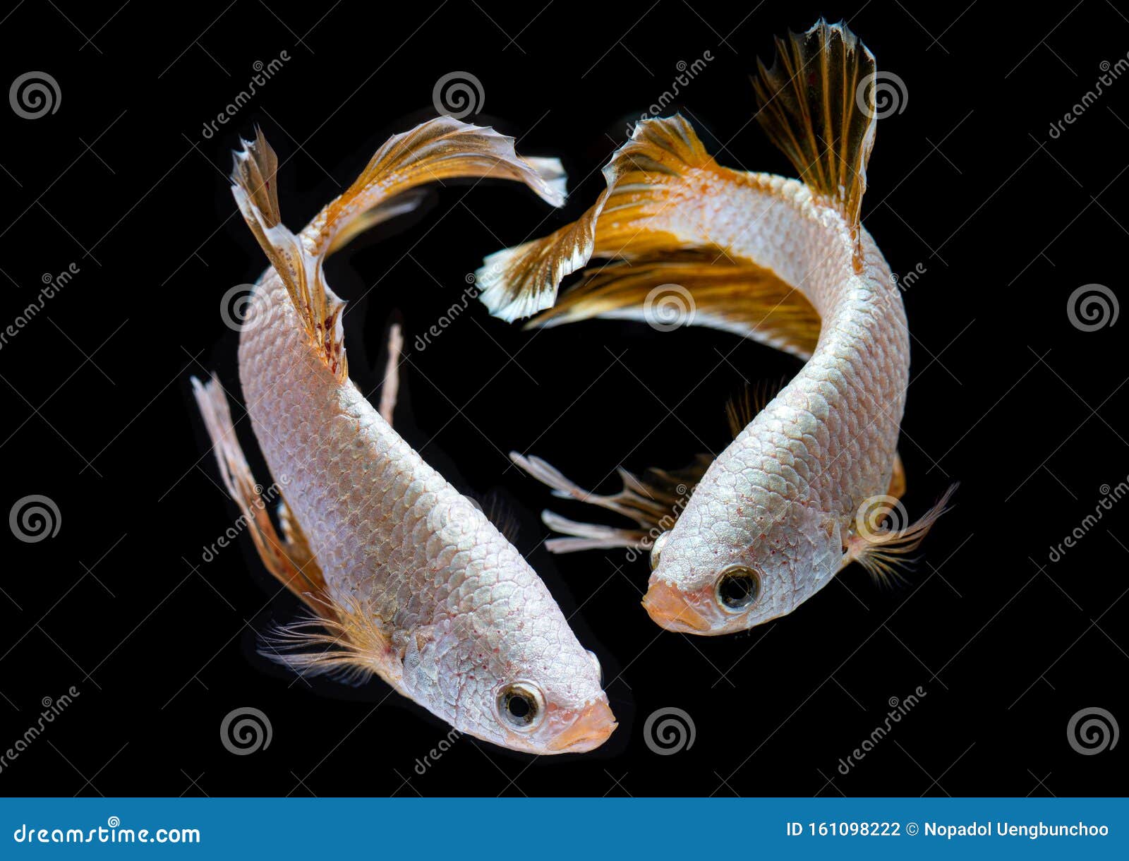 Betta, Siamese Fighting Fish, Beautiful Fish From Thailand, Black ...