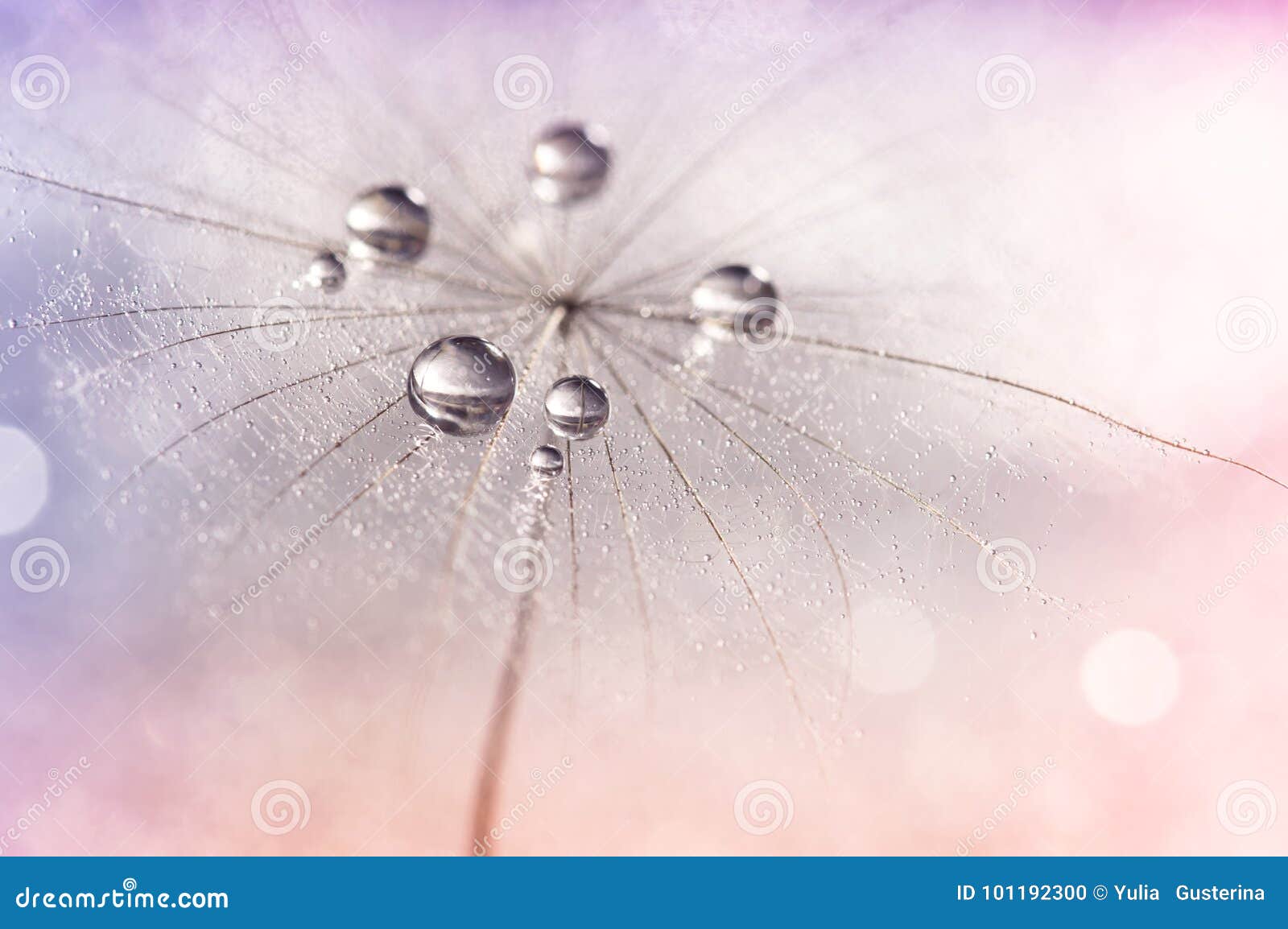 Multi Colored Dandelion Transparent Background Stock Photos - Free ...