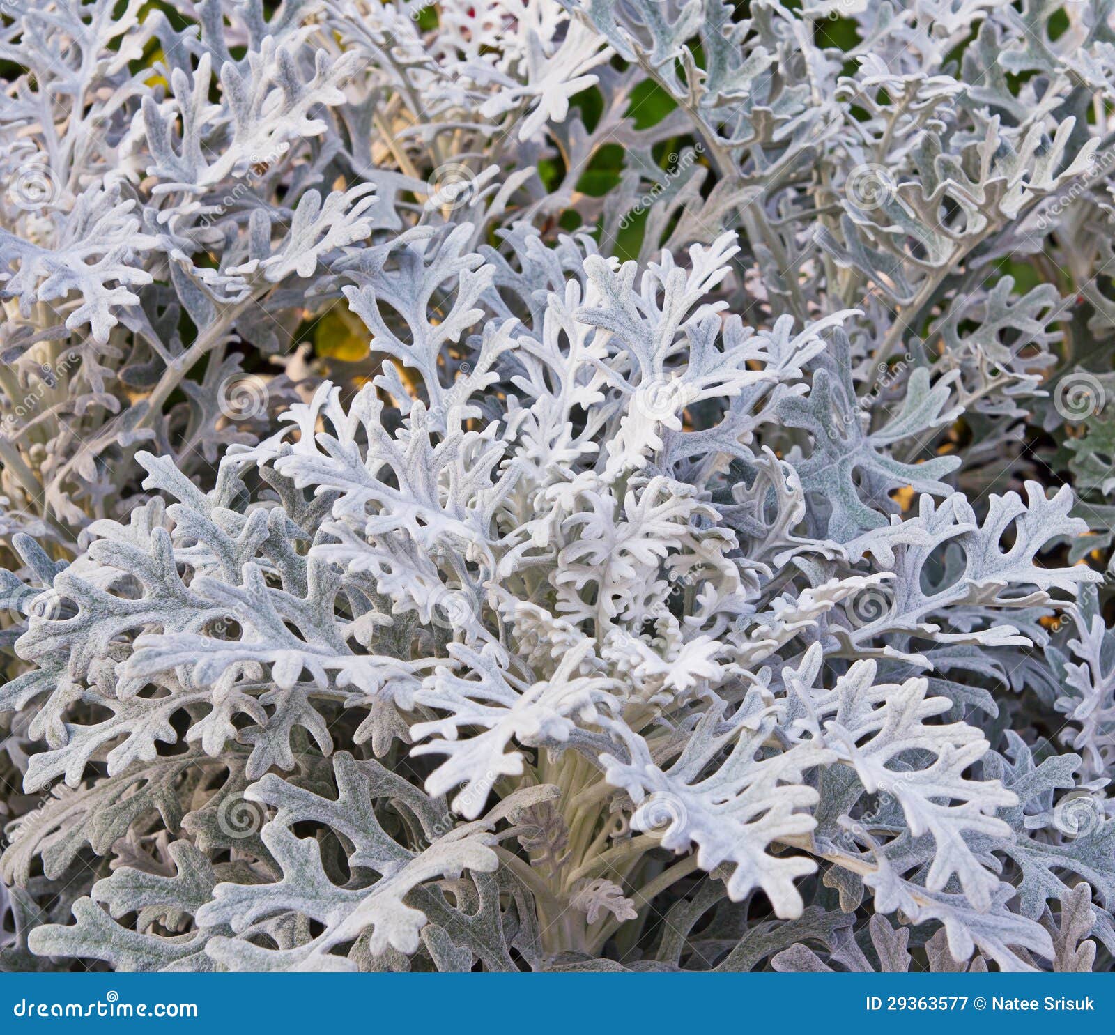 Silver dust stock image. Image of frost, tree, gardening - 29363577