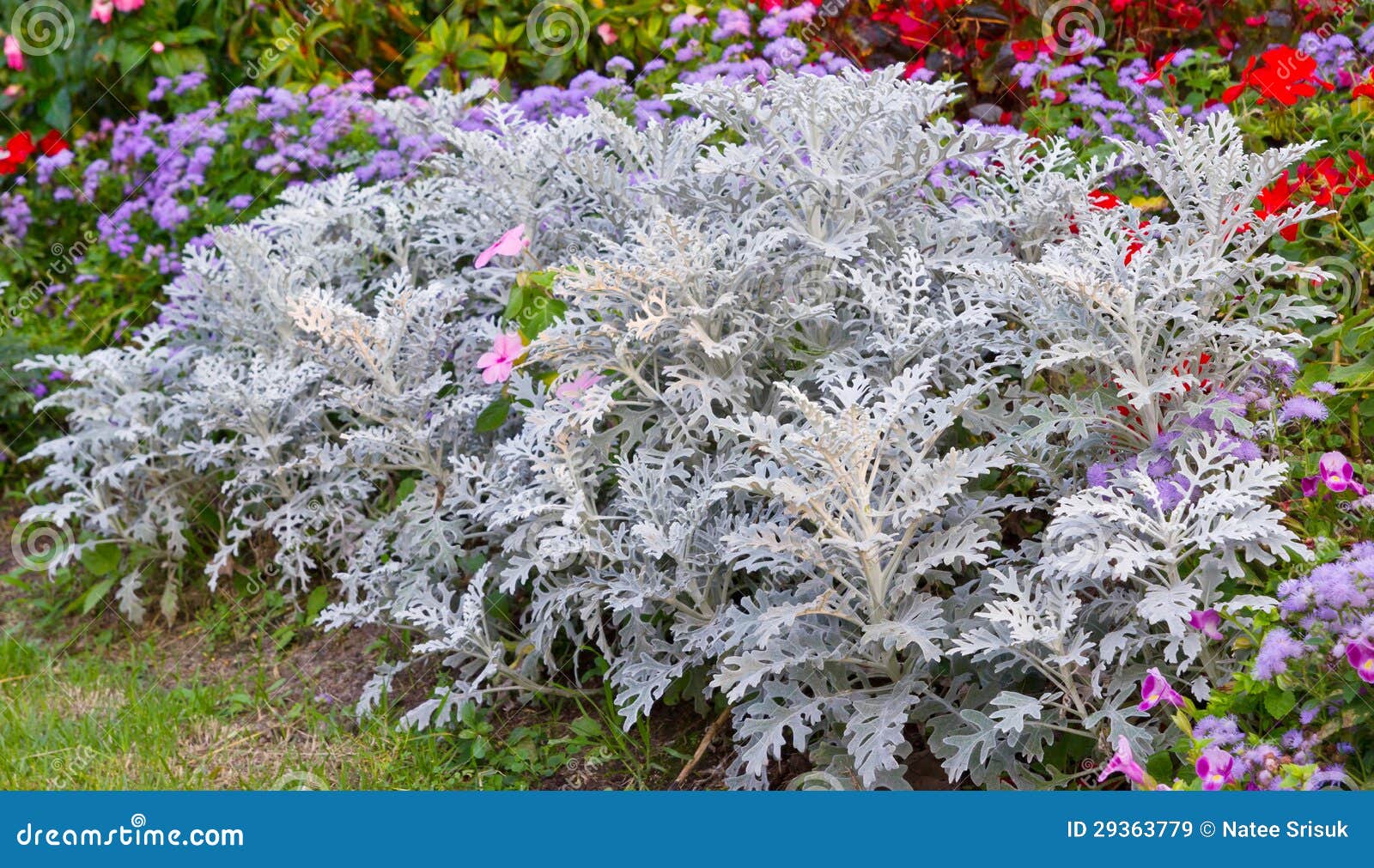 Silver Dust Dusty Miller Maritima Stock Photography | CartoonDealer.com ...