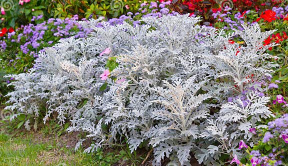 Silver dust stock image. Image of silver, tree, gardening - 29363779