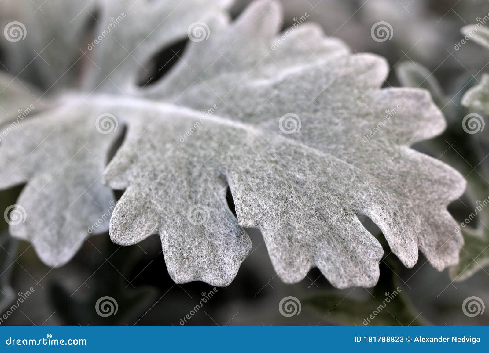 Silver Dust Dusty Miller stock image. Image of garden - 181788823
