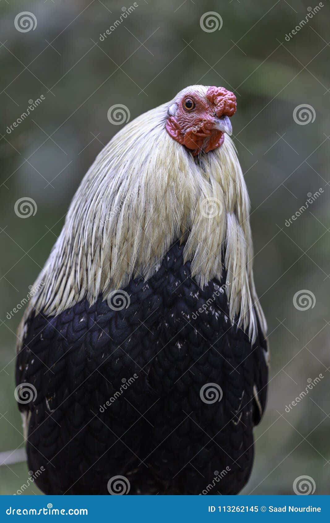 Dutch Bantam pullet stock image. Image of gallus, chicken - 113262145