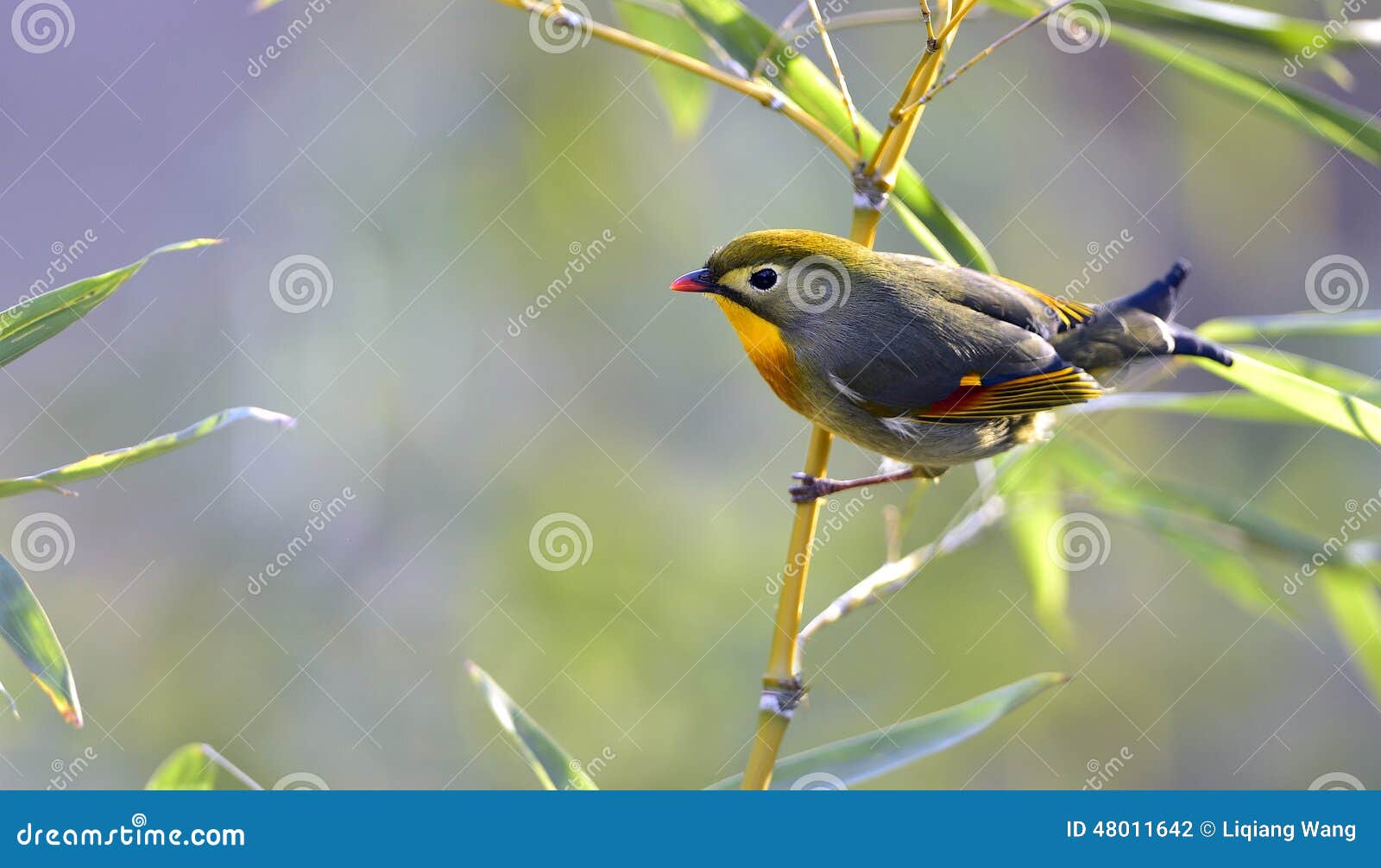 Silver-eared Leiothrix stock photo. Image of animals - 48011642