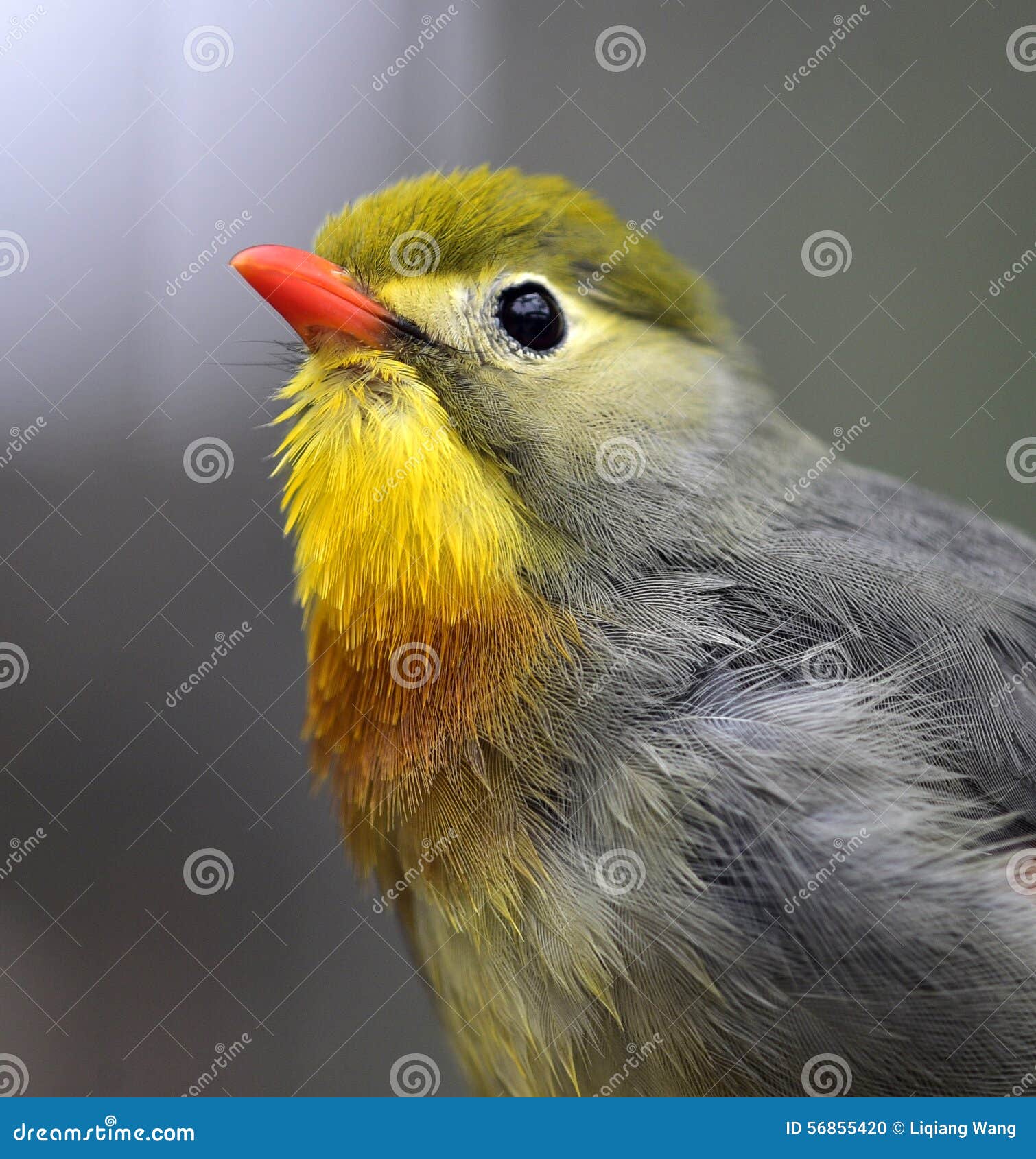 Silver-eared Leiothrix stock photo. Image of leiothrix - 56855420