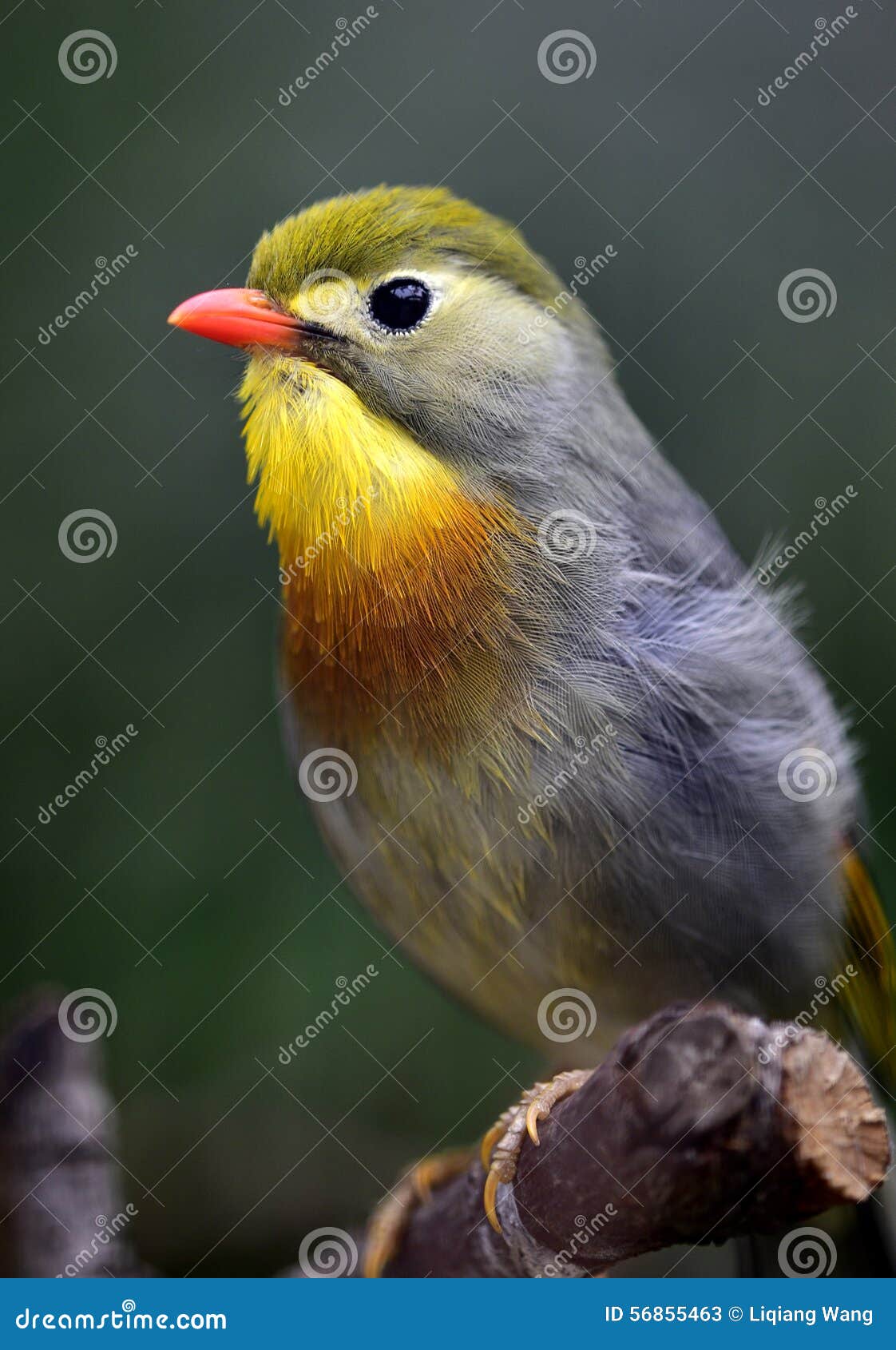 Silver-eared Leiothrix stock image. Image of food, environment - 56855463