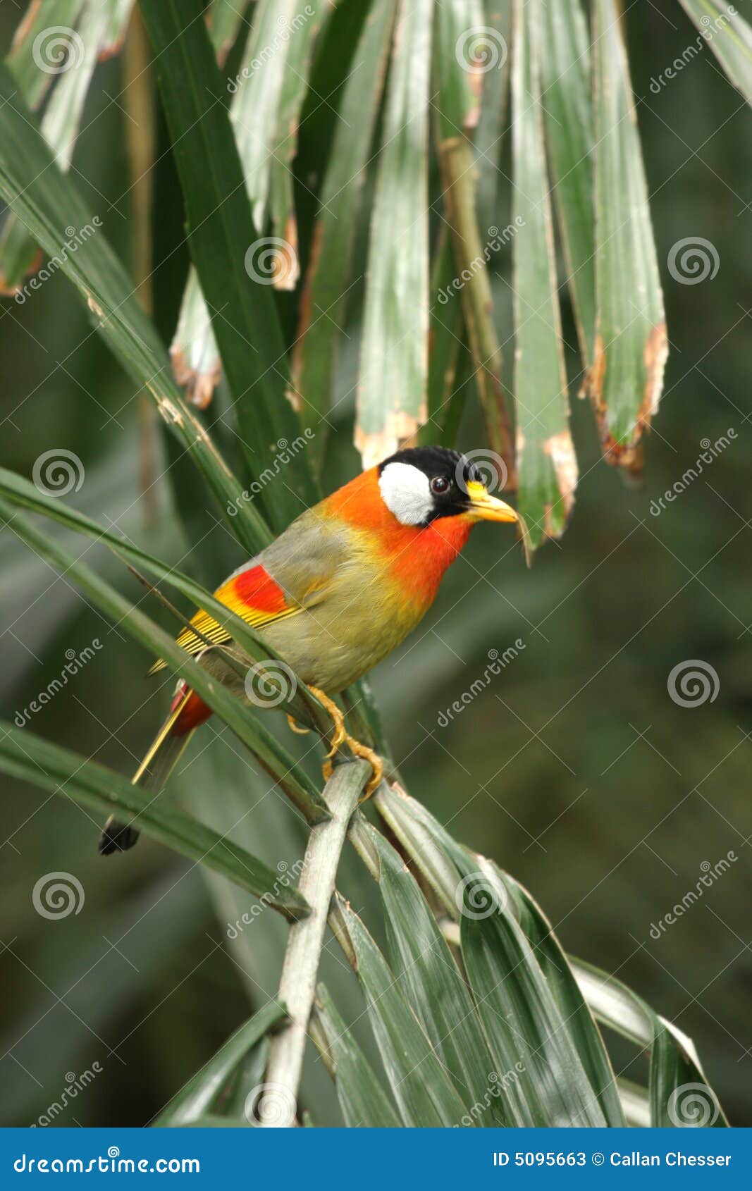 1,403 Silver Eye Bird Stock Photos - Free & Royalty-Free Stock Photos ...