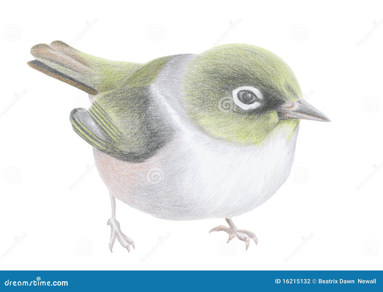Silver Eye Bird Stock Illustrations – 65 Silver Eye Bird Stock ...