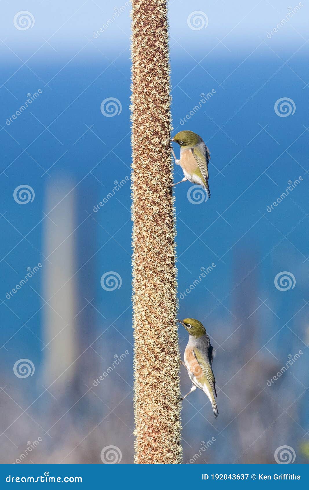 Silver Eye birds stock image. Image of xanthorrhoea - 192043637