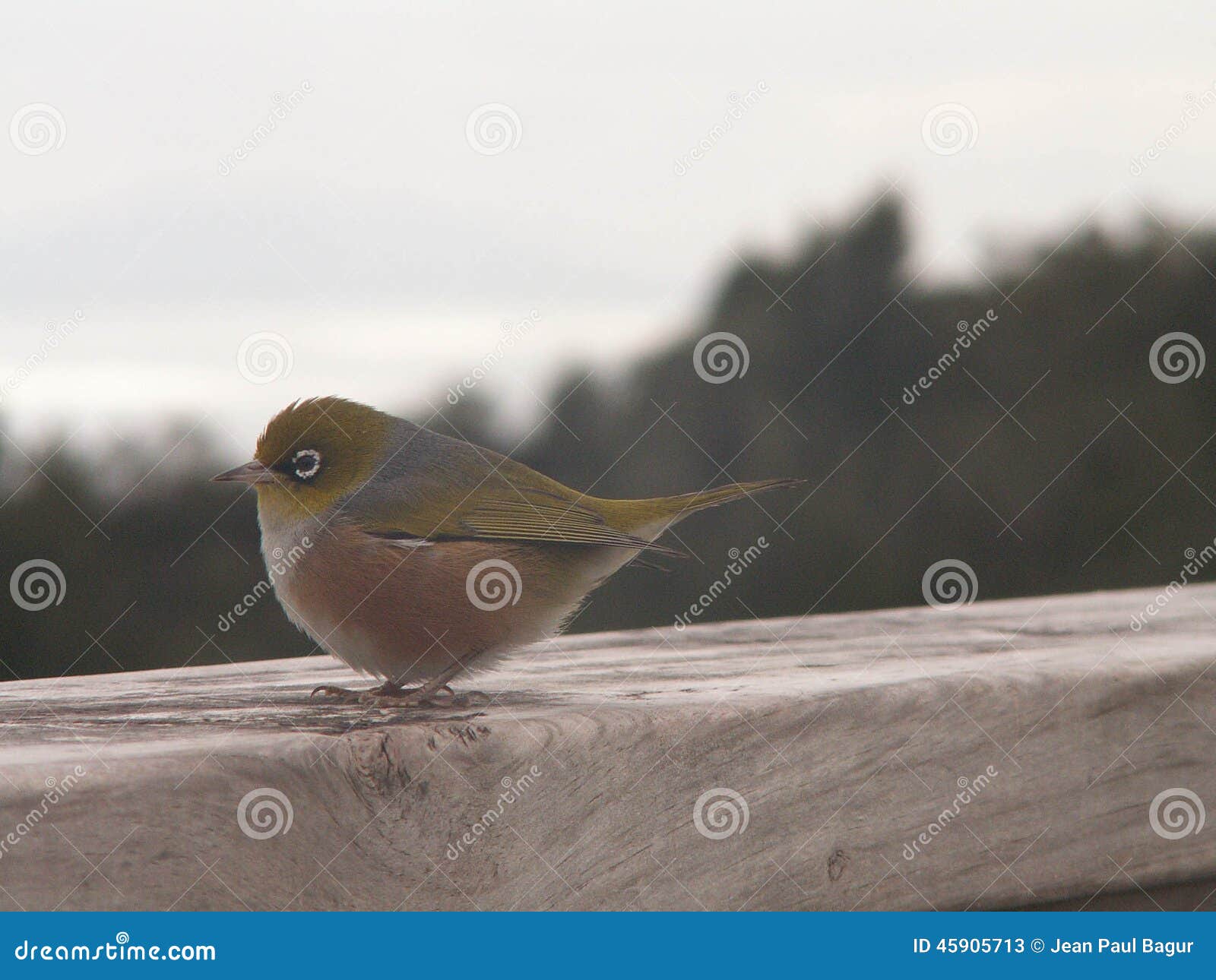 Silver Eye Looking Sideways Stock Image - Image of orientation, animal ...