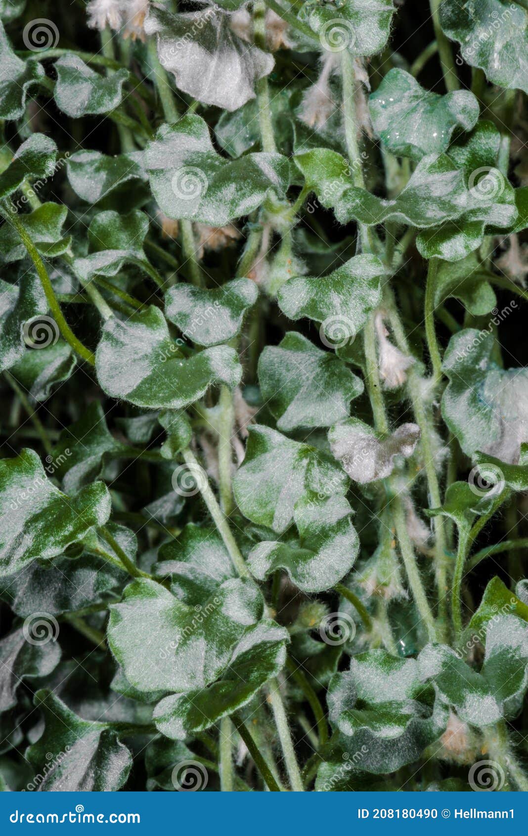 Silver Fall Leaves stock photo. Image of healthy, garden - 208180490