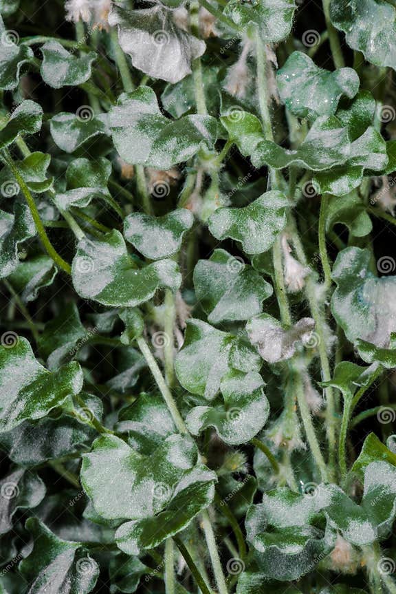 Silver Fall Leaves stock photo. Image of healthy, garden - 208180490