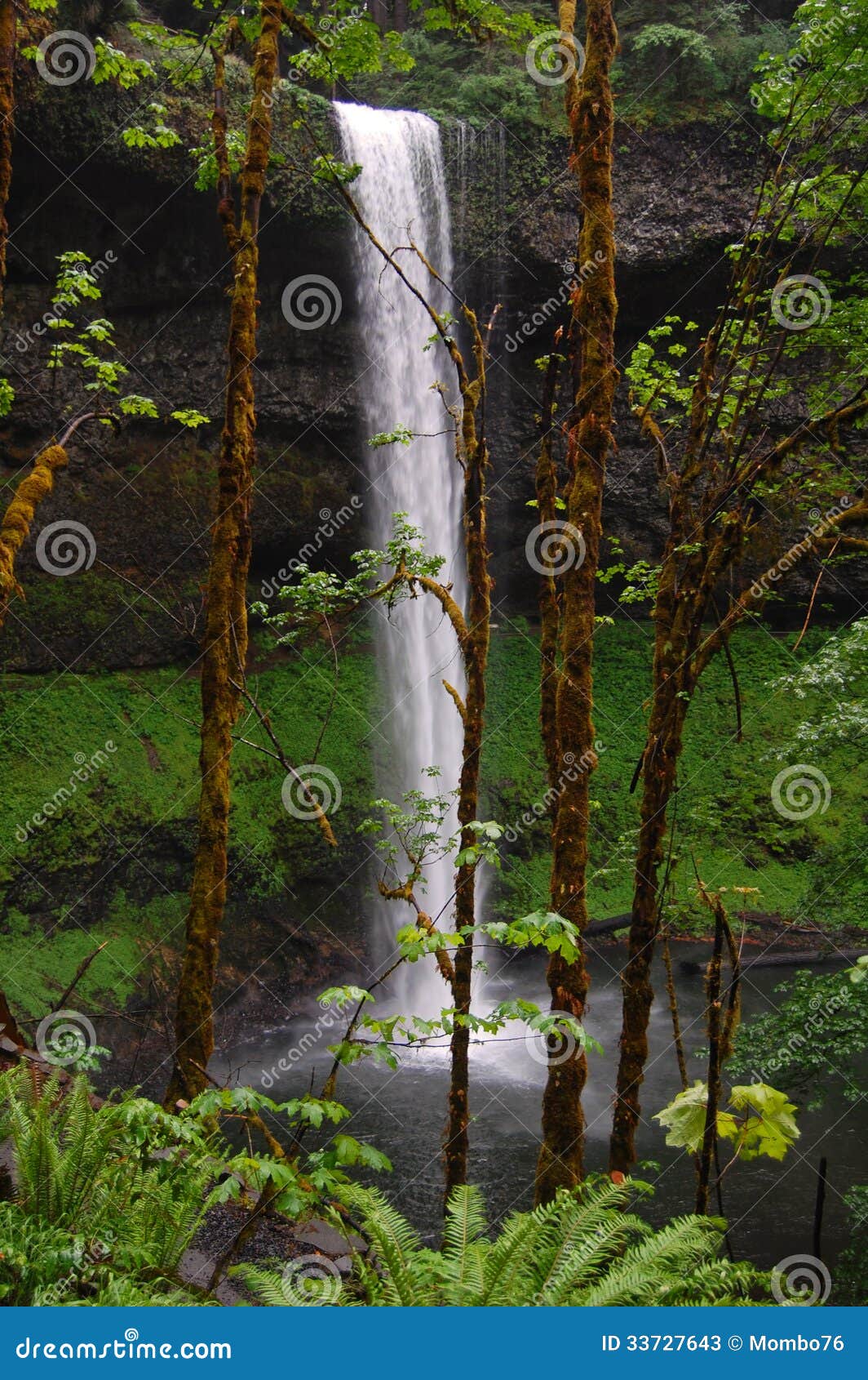 Silver Falls State Park, Oregon Stock Photography | CartoonDealer.com ...