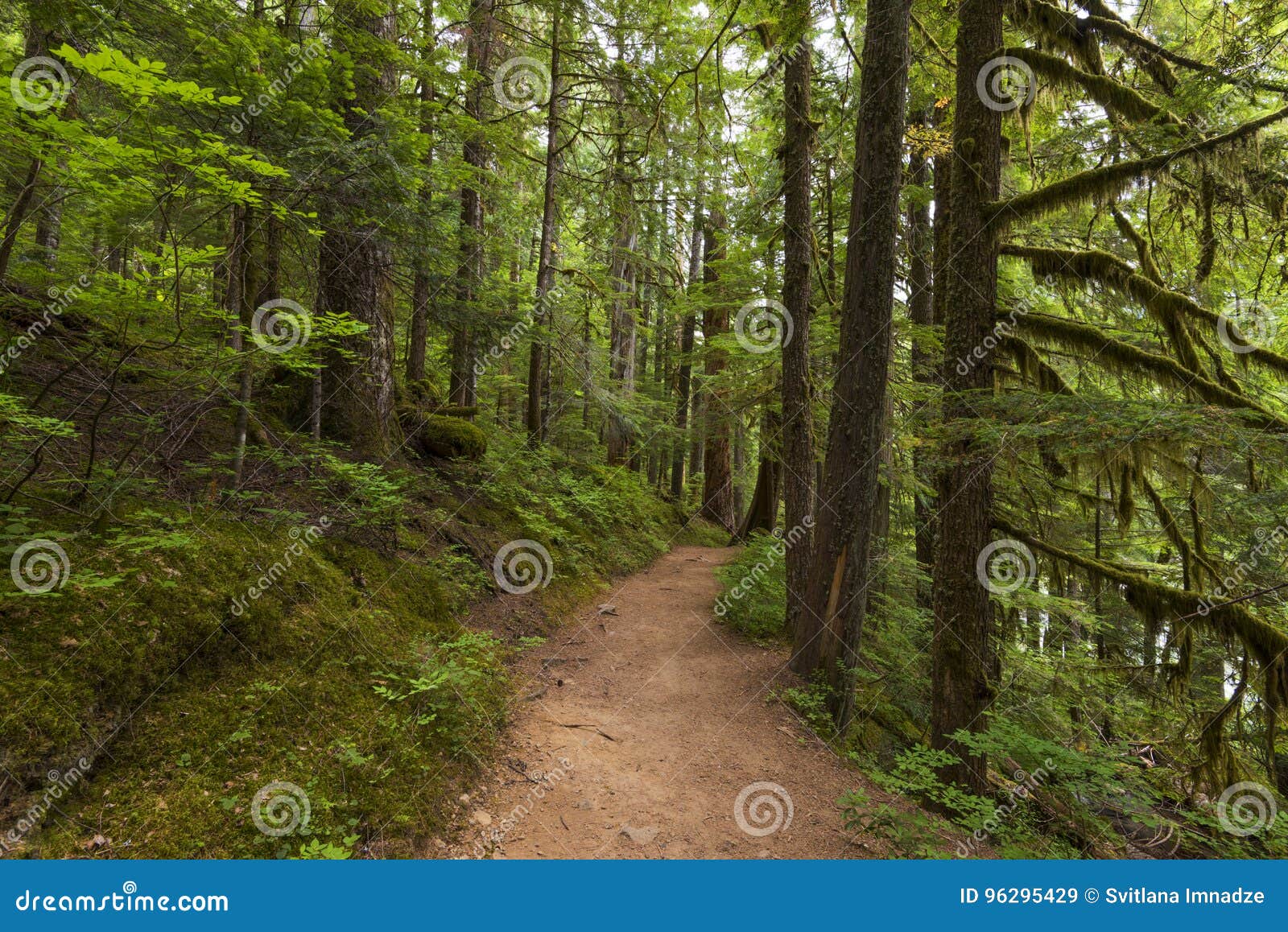 Silver Falls Trail in Mt Rainier NP Stock Image - Image of summer ...